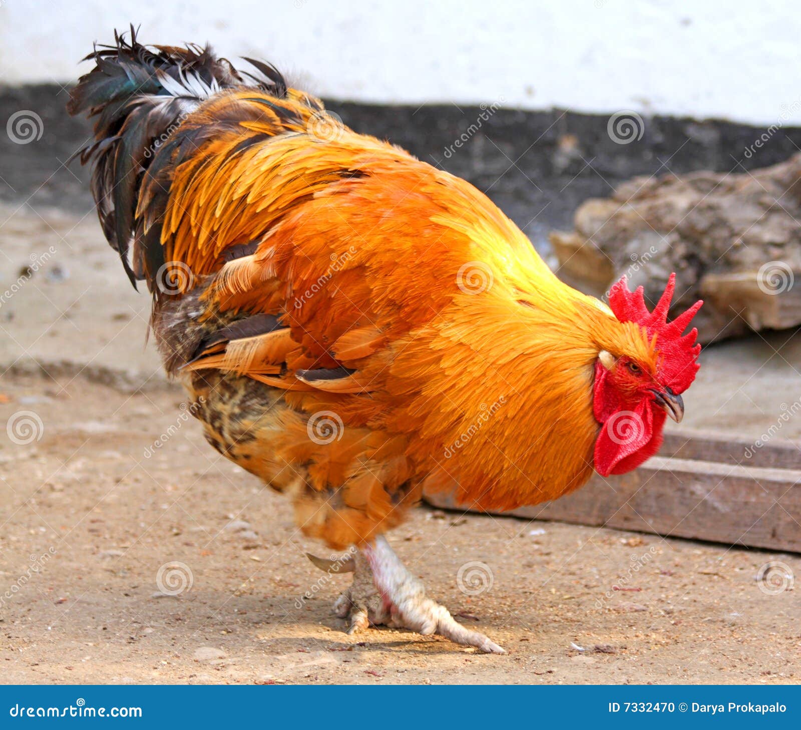 Haan stock foto. Image of gang, binnenlands, fauna, rood - 7332470