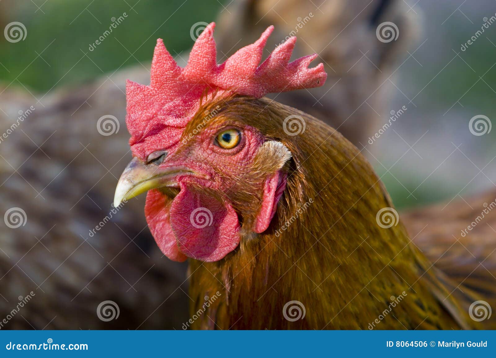 Haan stock foto. Image of veren, haan, vogel, landbouwbedrijf - 8064506