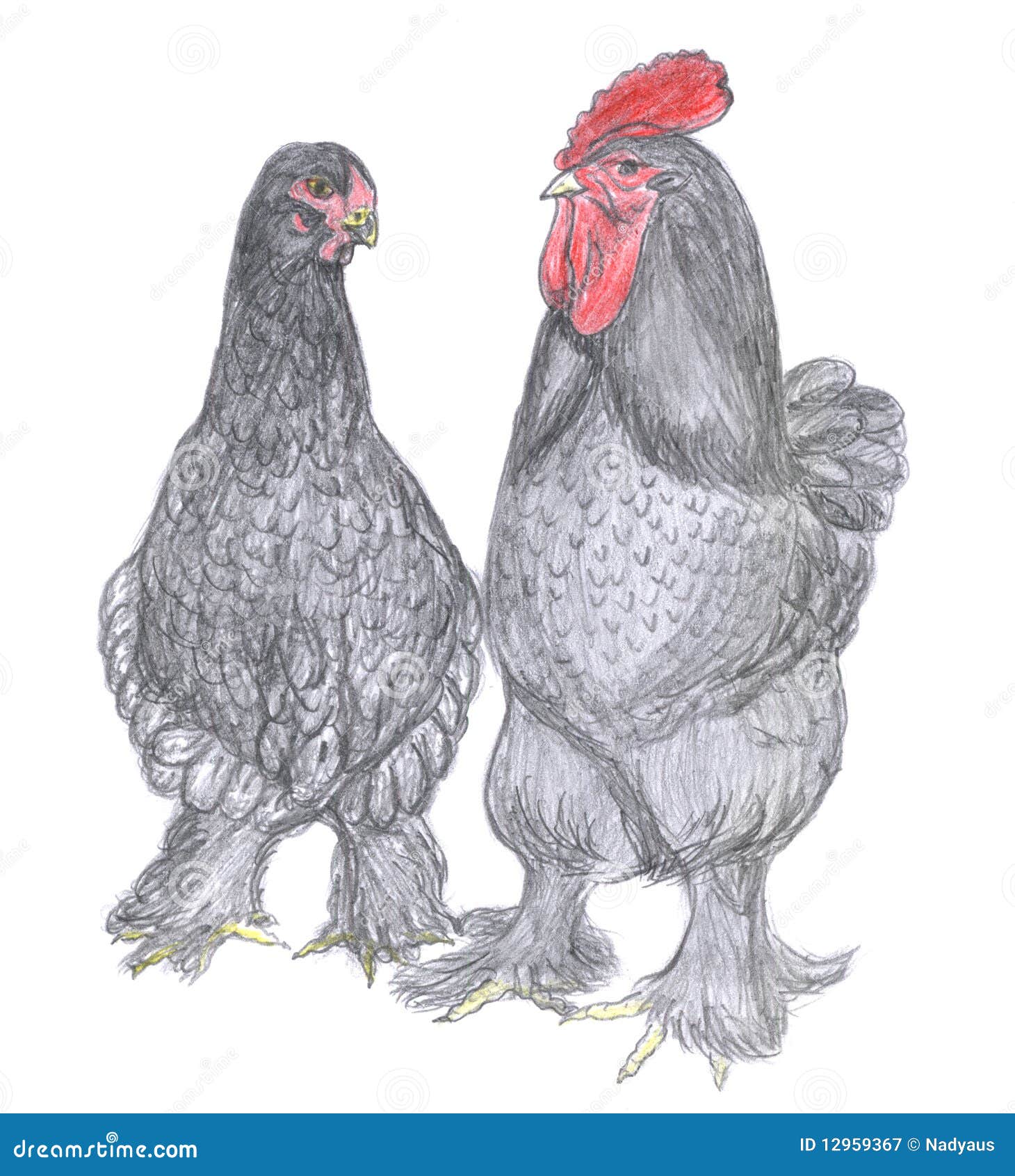 Haan En Kip, Landbouwbedrijfdier, Schets Stock Illustratie ...