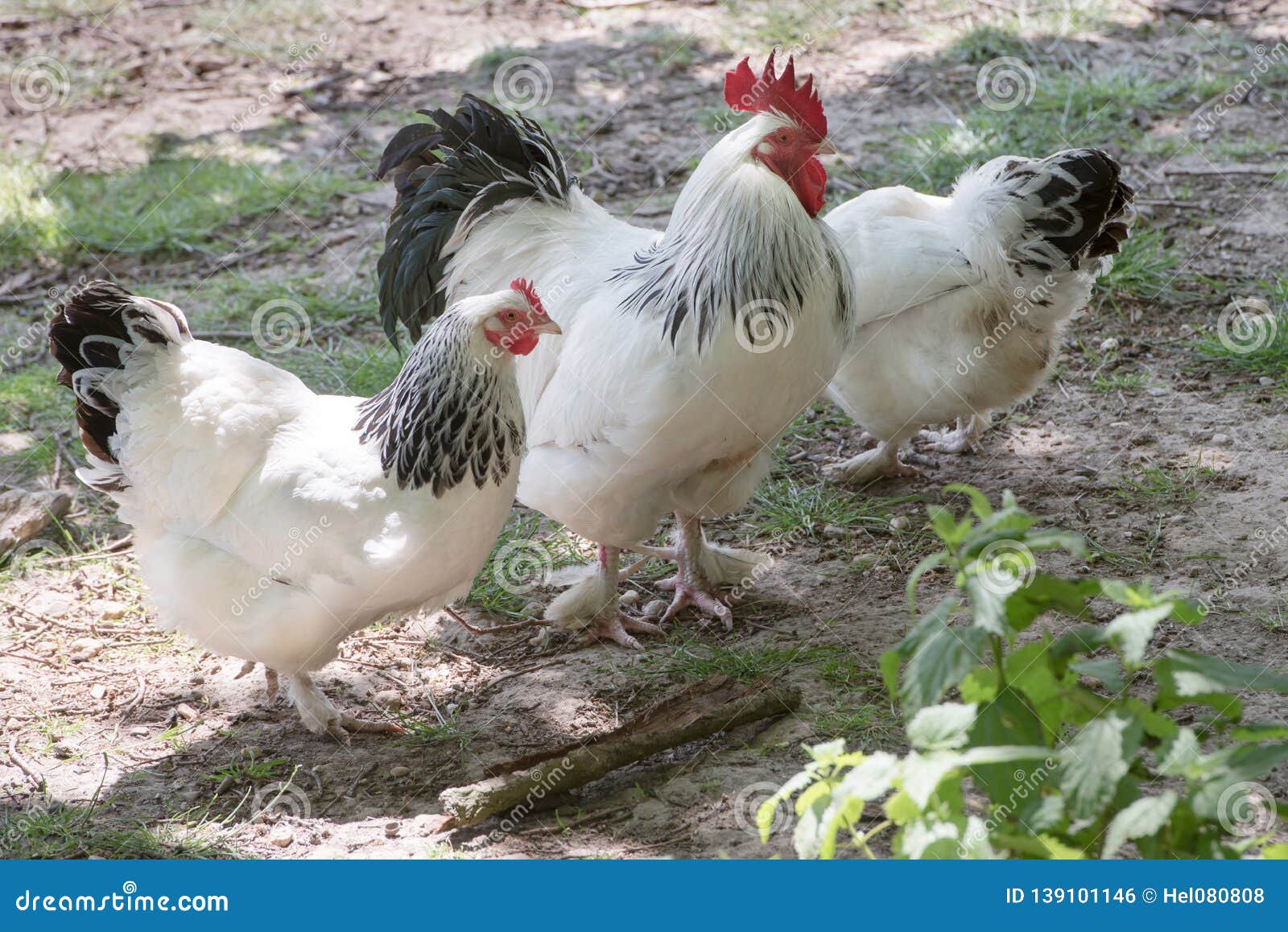 Haan En Kippen, Freeranging Witte En Zwarte Jonge Haan En Kippen in ... Haan En Kippen, Freeranging Witte En Zwarte Jonge Haan En Kippen in ...