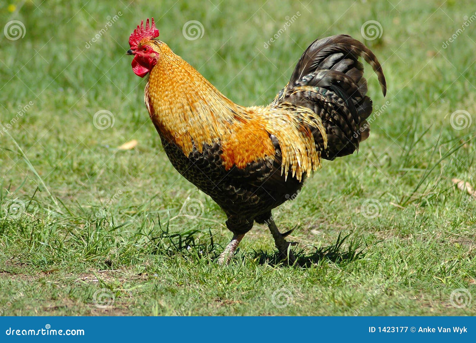 Haan of haan stock afbeelding. Image of veren, lepel, dieren - 1423177