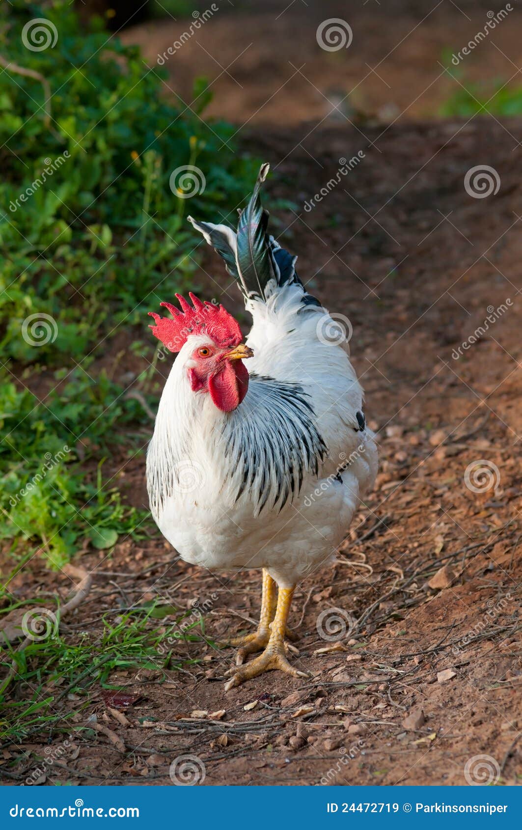 Haan - Haan stock afbeelding. Image of ingewanden, kleur - 24472719