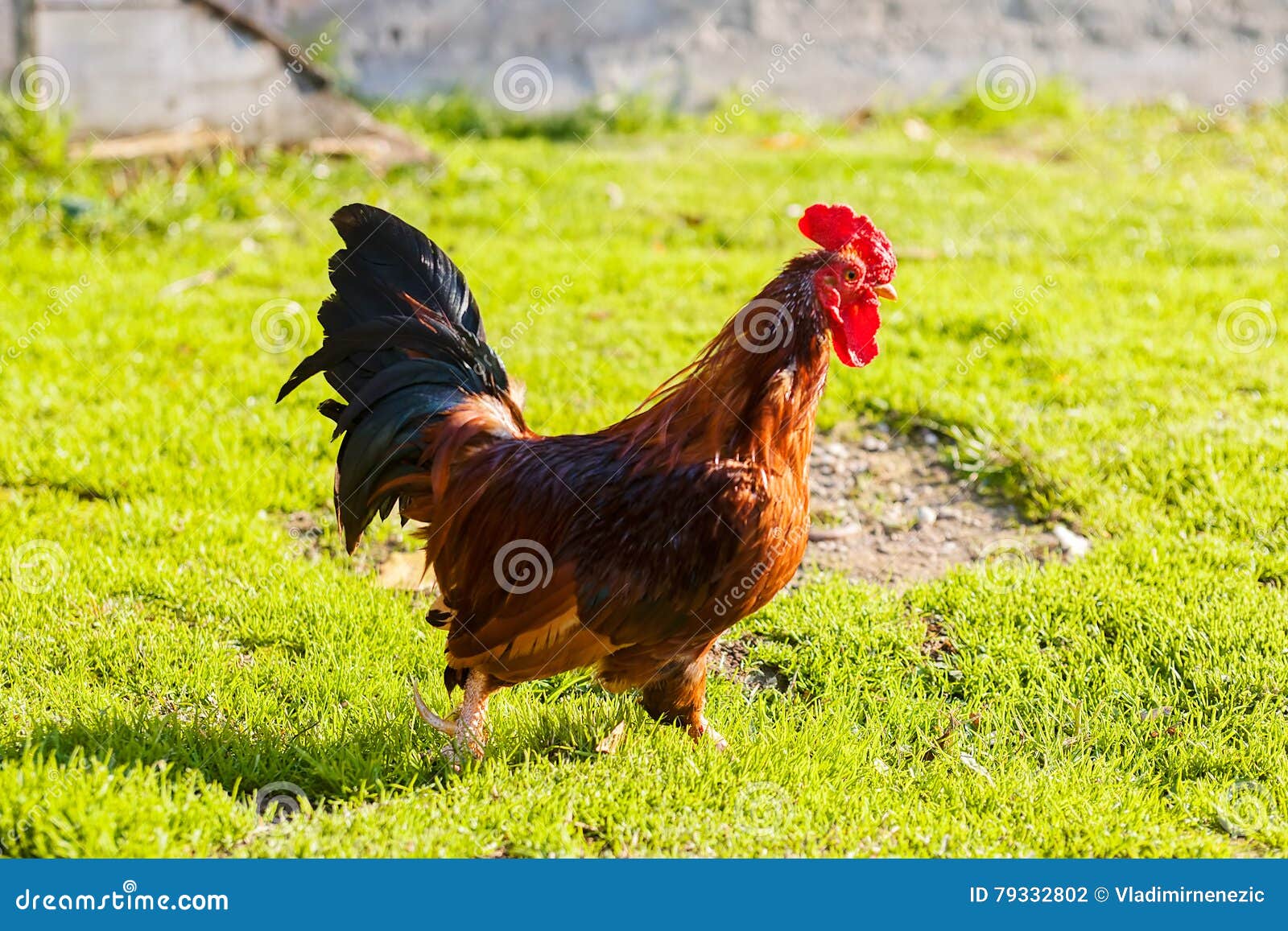 Haan op gras stock foto. Image of naughty, status, landelijk - 79332802