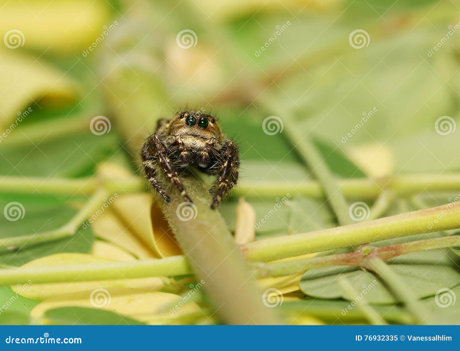 Haarige, Braune Springende Spinne Mit Grünen Augen Stockbild - Bild von ...