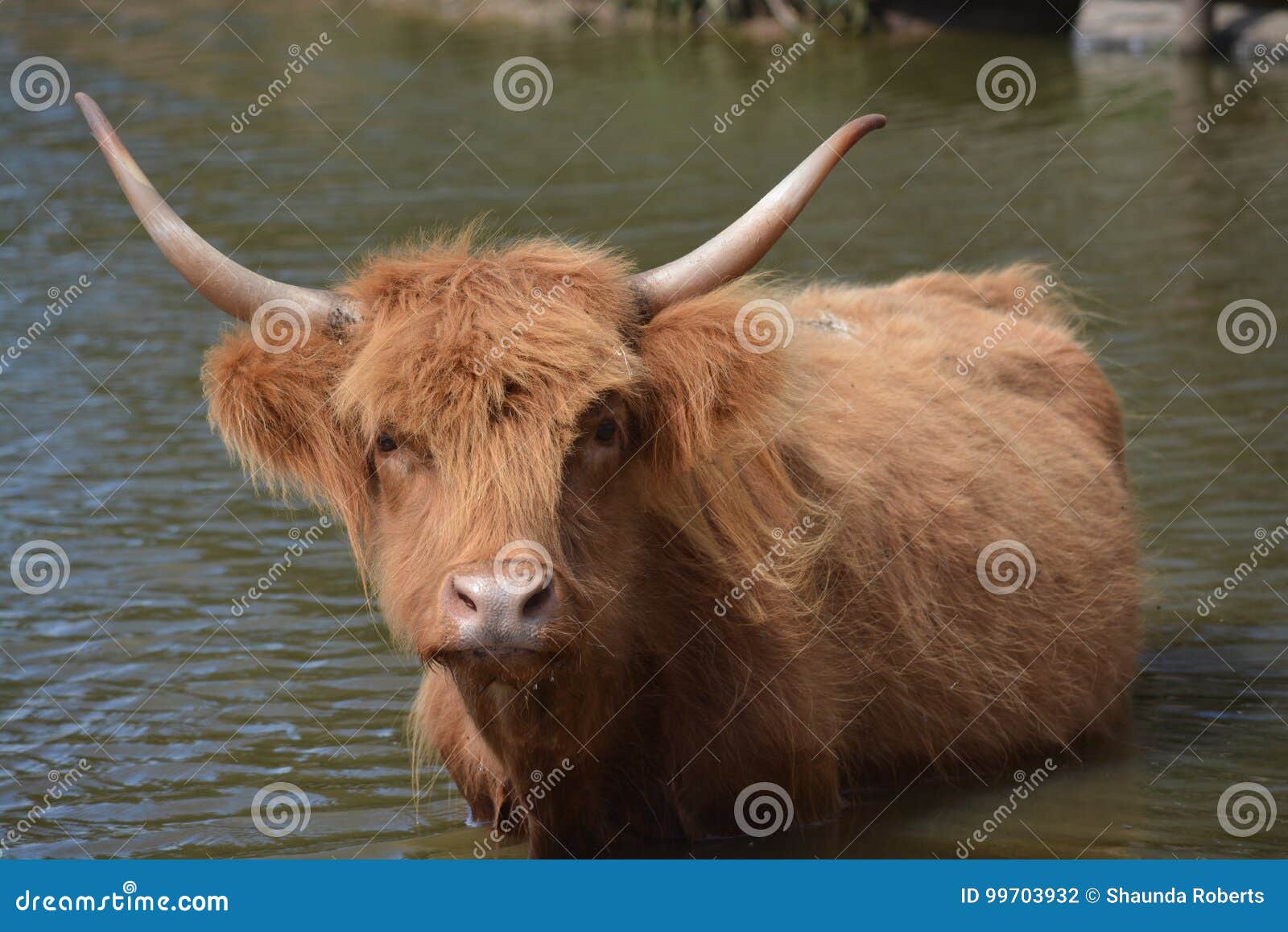 Haarige Kuh Browns Im Wasser Stockfoto - Bild von rindfleisch, haarig ...