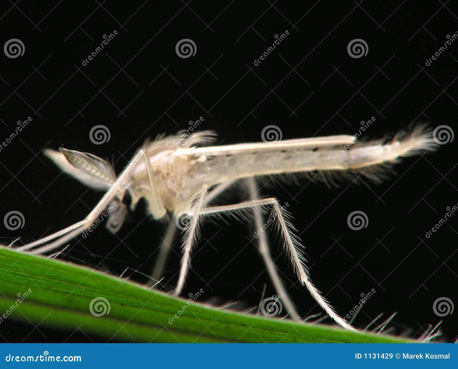 Haariger Moskito stockbild. Bild von malaria, kratzer - 1131429