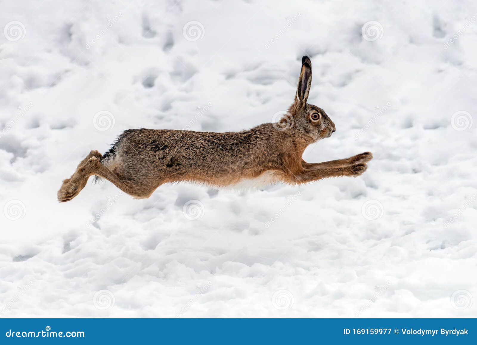 Haas Loopt Op Het Winterveld Stock Afbeelding - Image of milieu, pasen ...