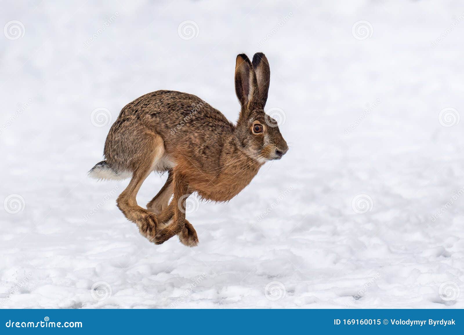 Haas Loopt Op Het Winterveld Stock Afbeelding - Image of hazen ...