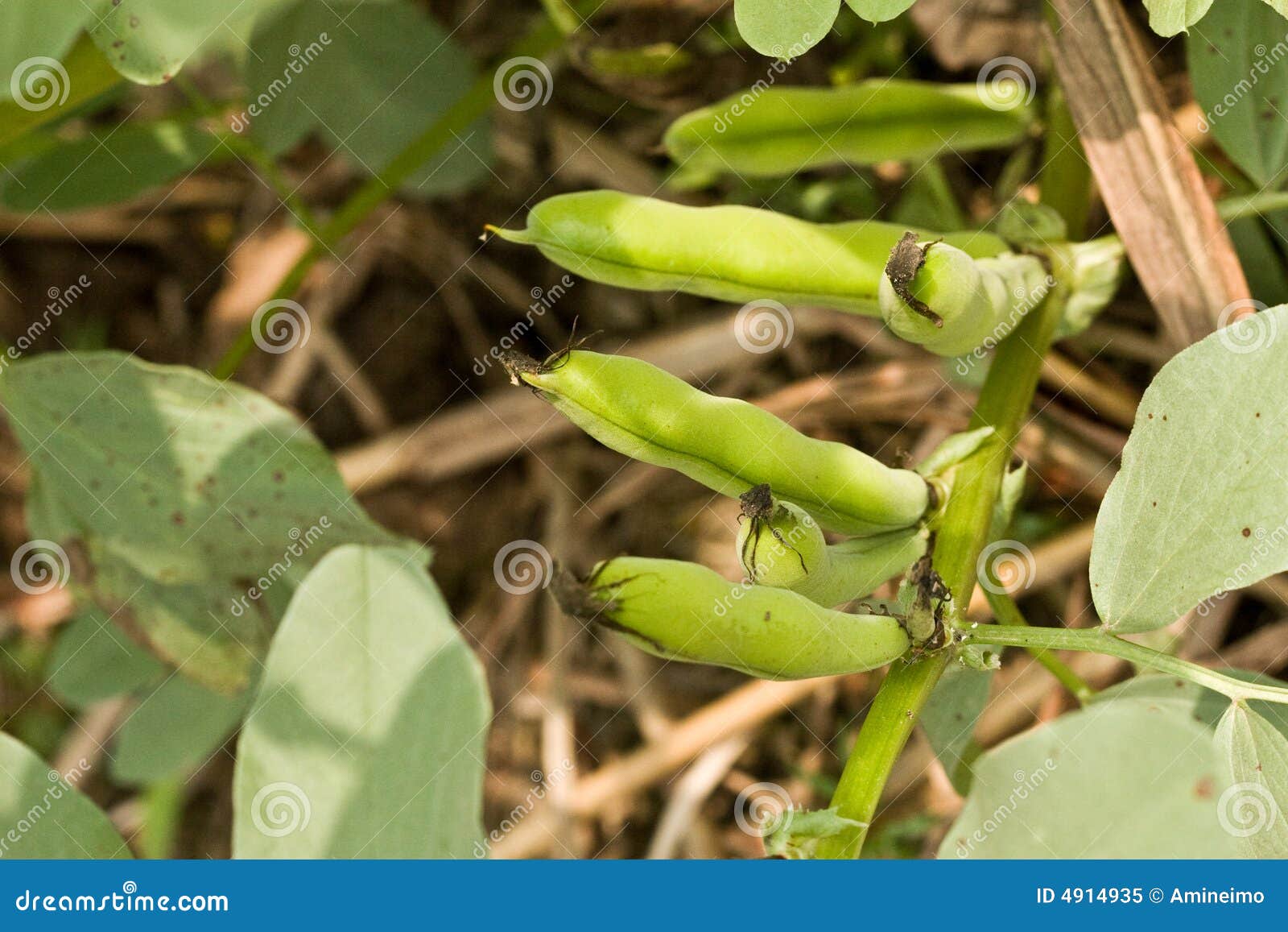 Haba imagen de archivo. Imagen de clima, agricultura, cristales - 4914935
