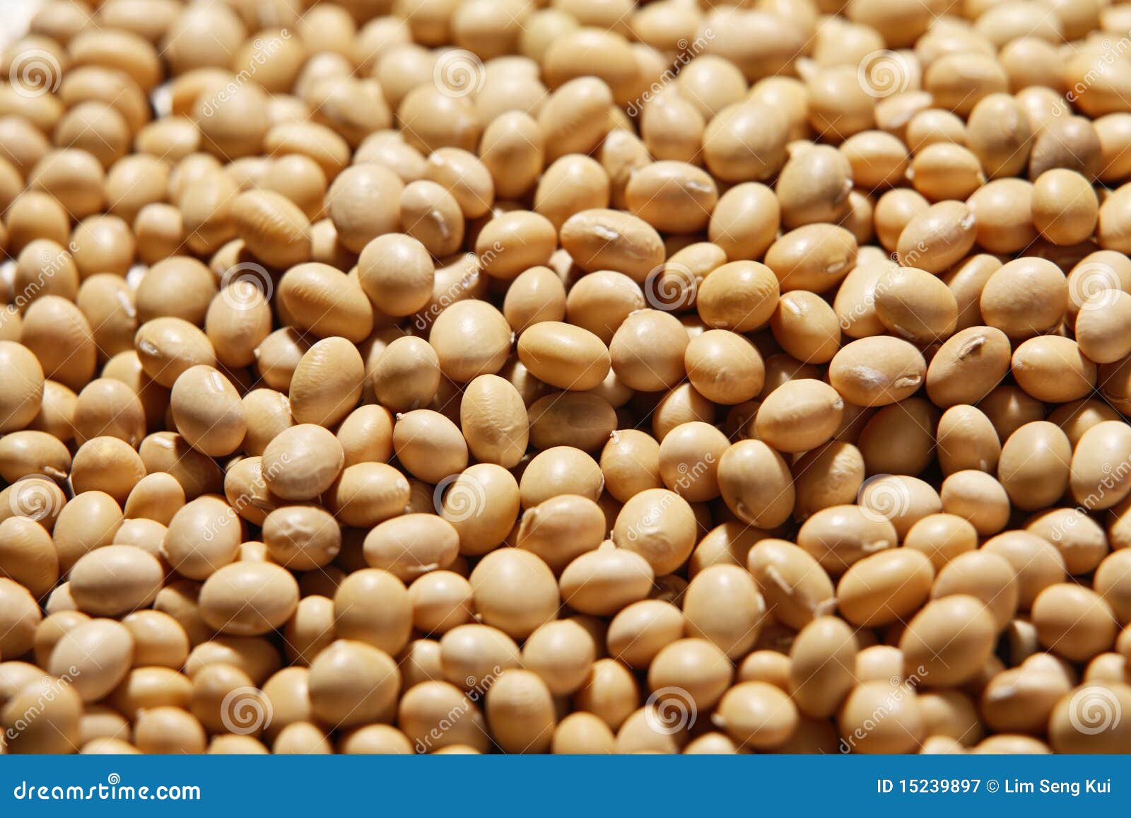 Haba de la soja imagen de archivo. Imagen de macro, objeto - 15239897