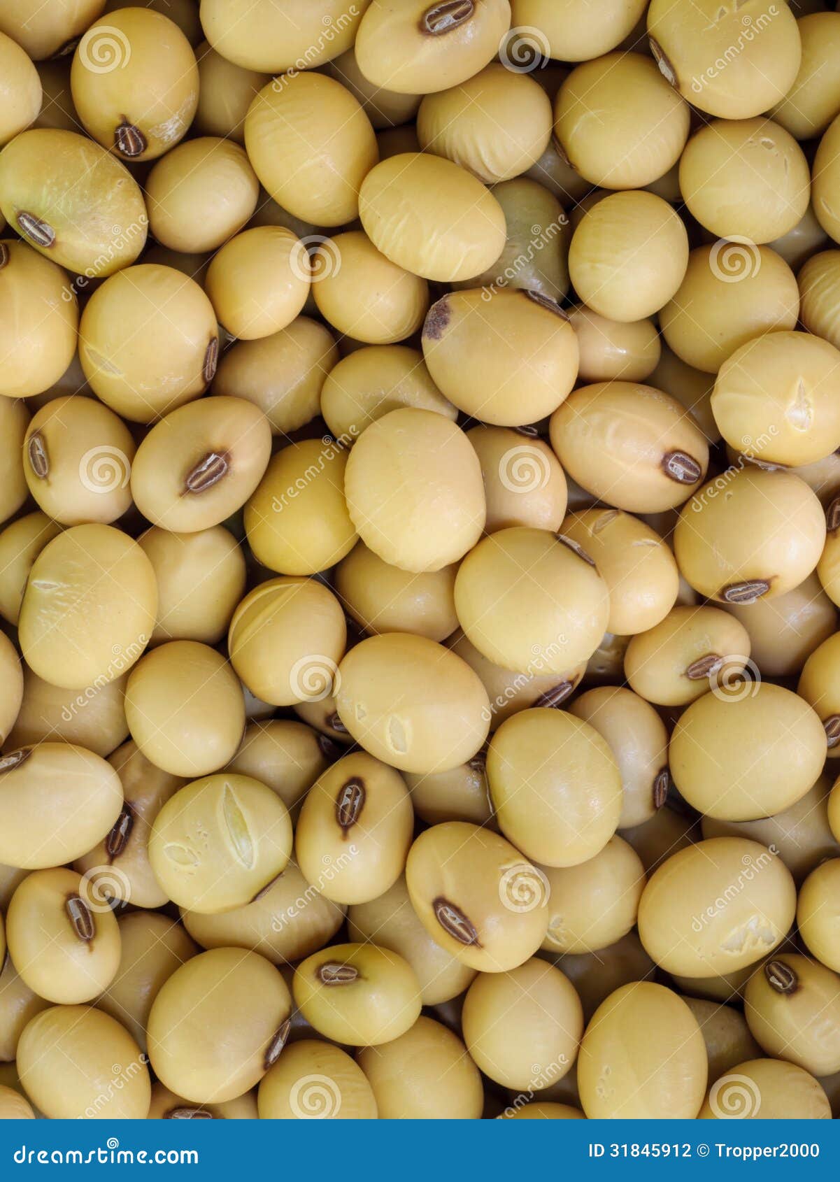 Haba de la soja. foto de archivo. Imagen de bocado, cereal - 31845912