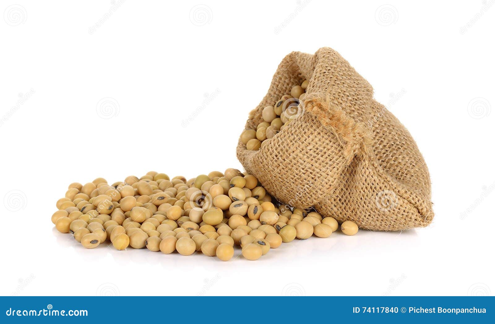 Haba De La Soja Con El Saco Aislado Foto de archivo - Imagen de bolso ...