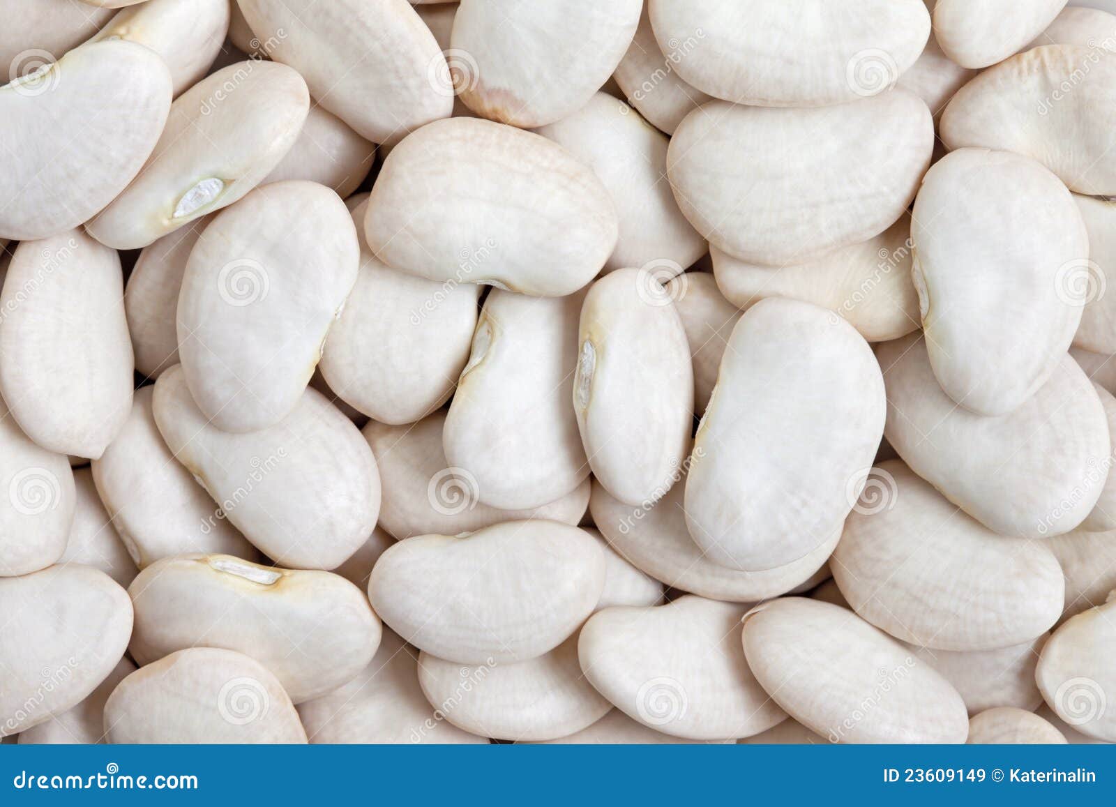 Haba de Lima imagen de archivo. Imagen de estudio, fondo - 23609149