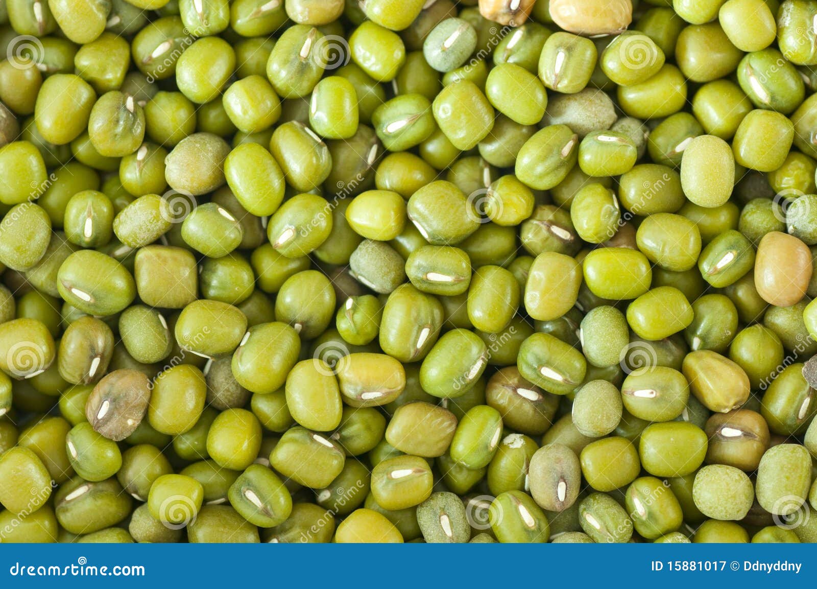 Haba de Mung imagen de archivo. Imagen de secado, textura - 15881017