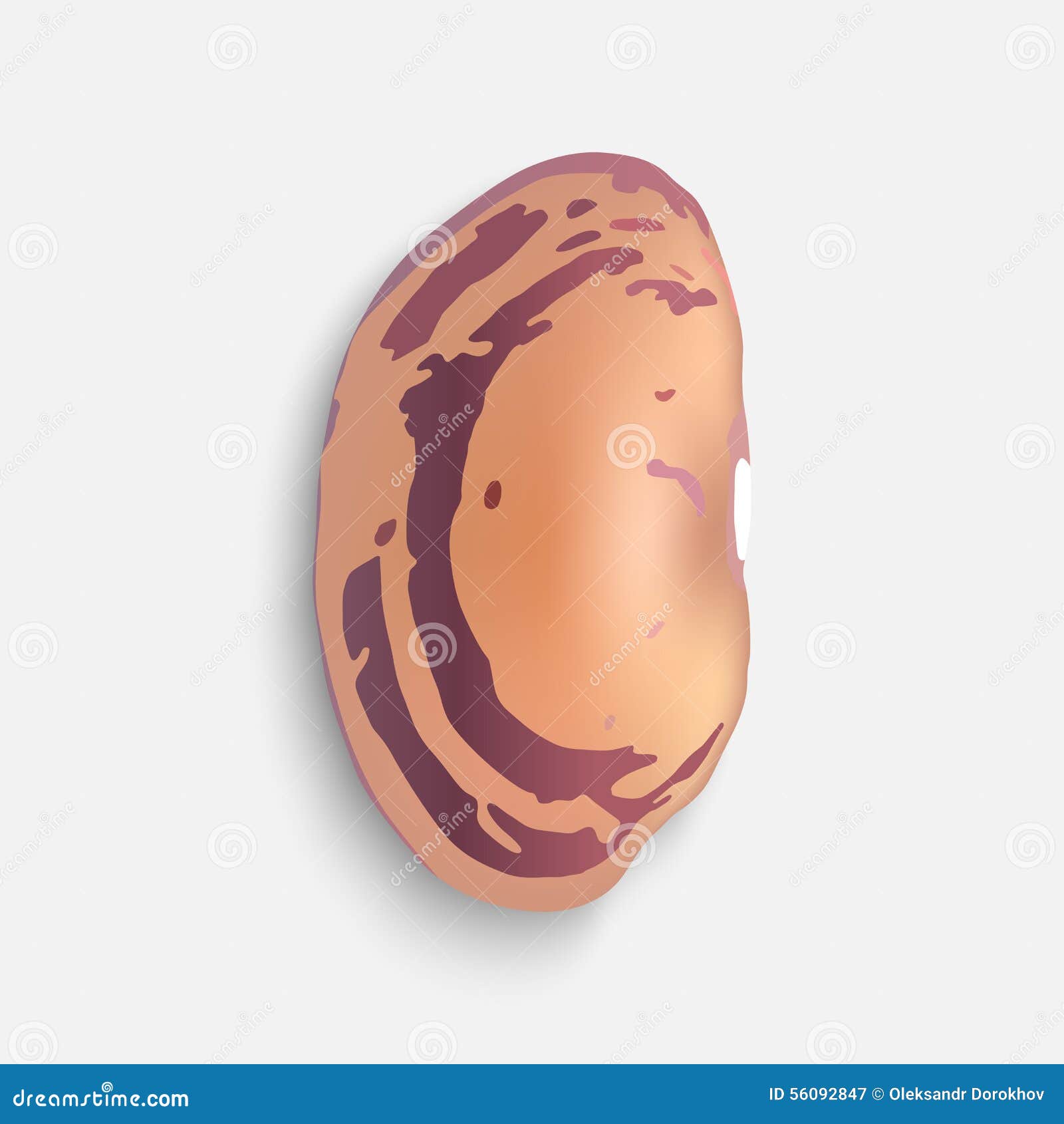 Haba de Pinto ilustración del vector. Ilustración de vector - 56092847