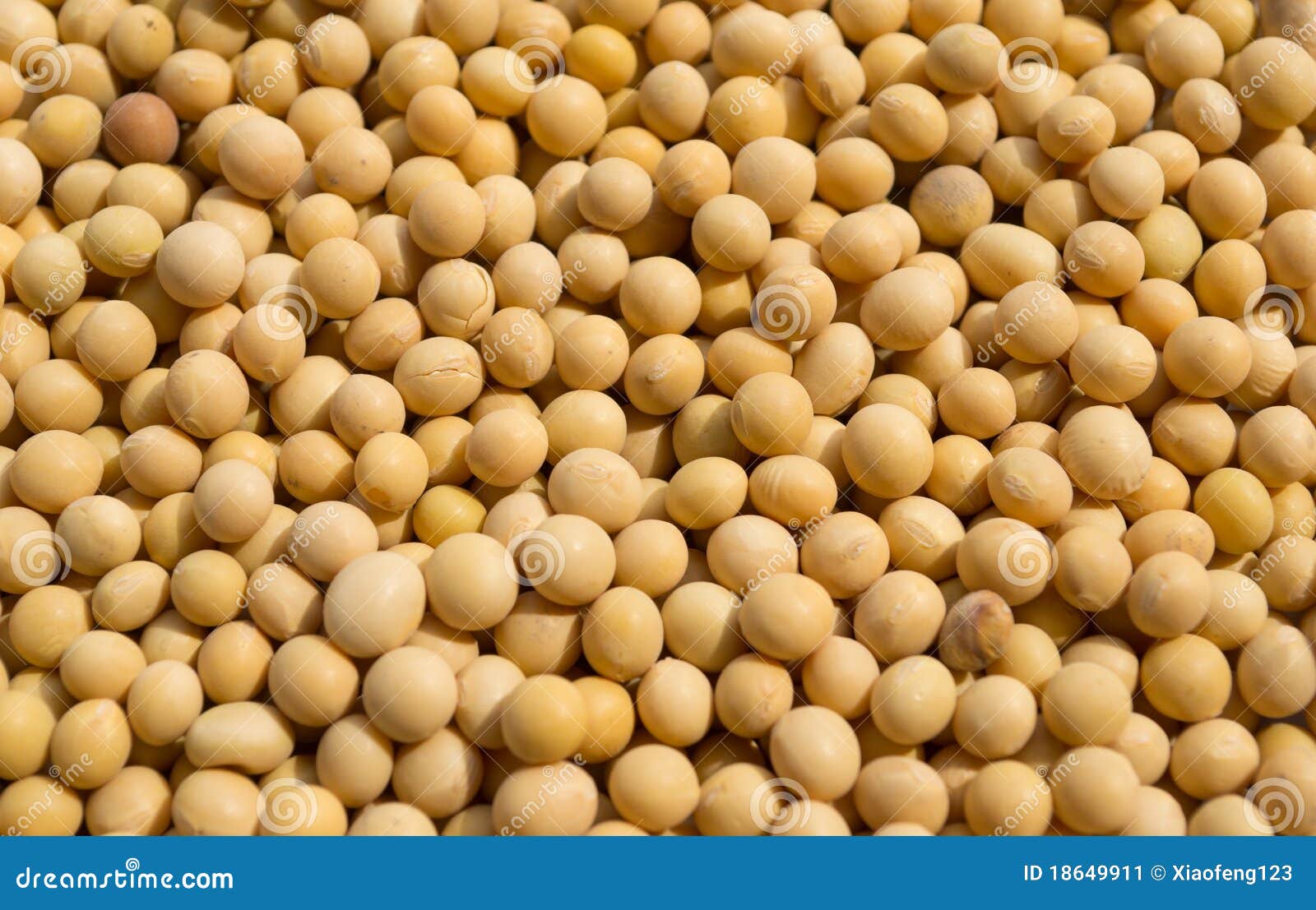 Haba de soja imagen de archivo. Imagen de soja, vegetariano - 18649911