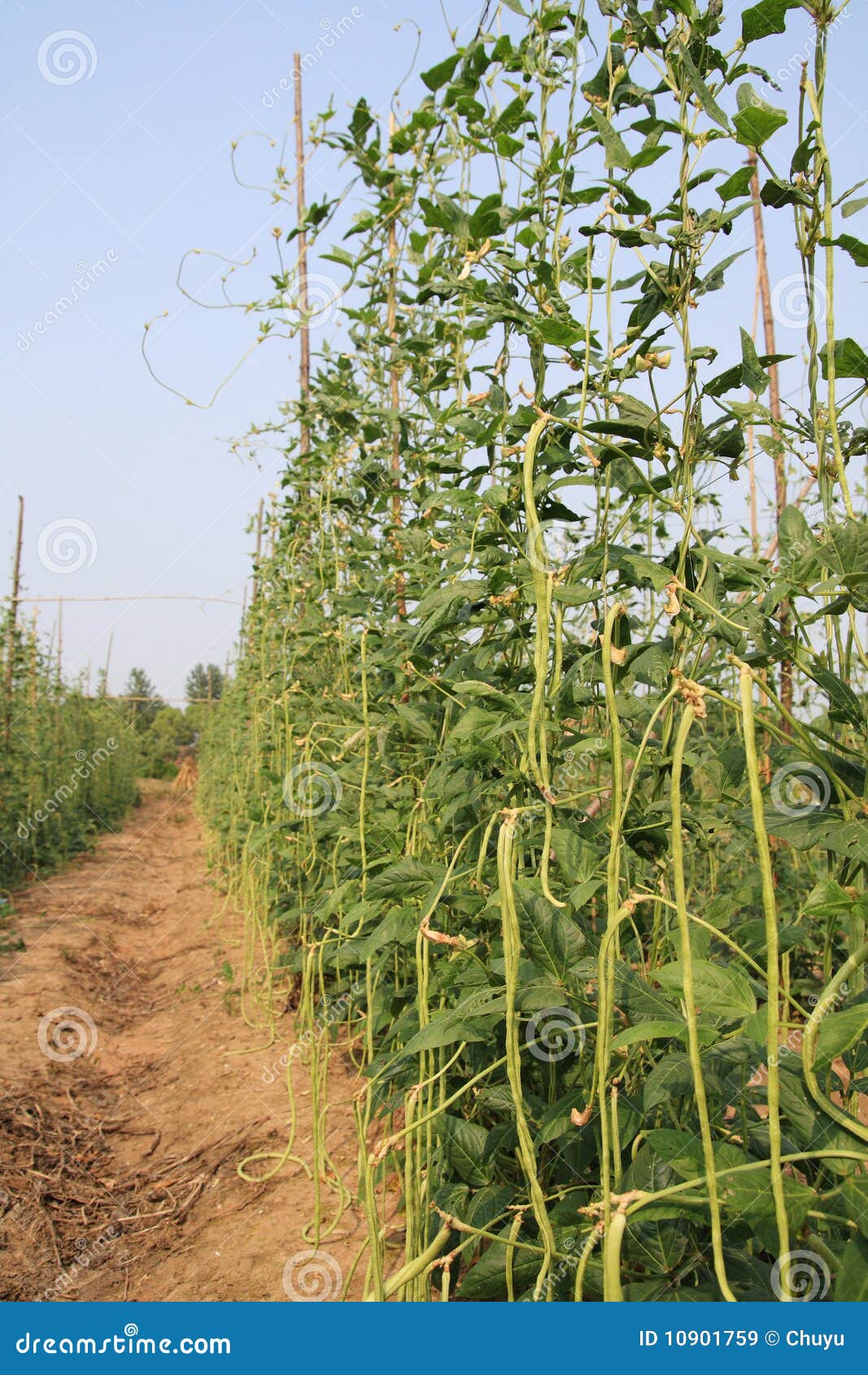 Haba larga imagen de archivo. Imagen de sano, agricultura - 10901759