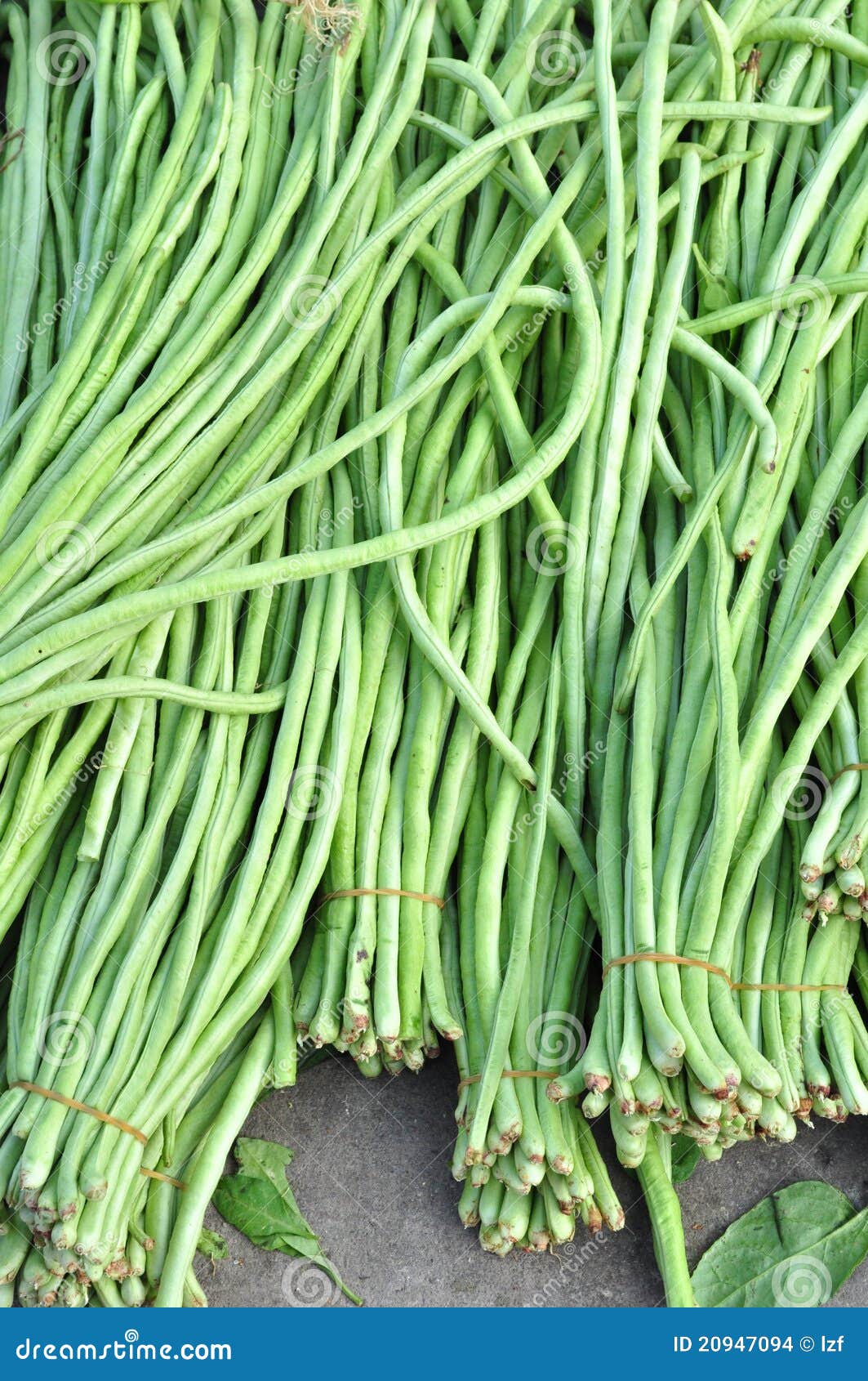 Haba larga verde foto de archivo. Imagen de blanco, atontado - 20947094