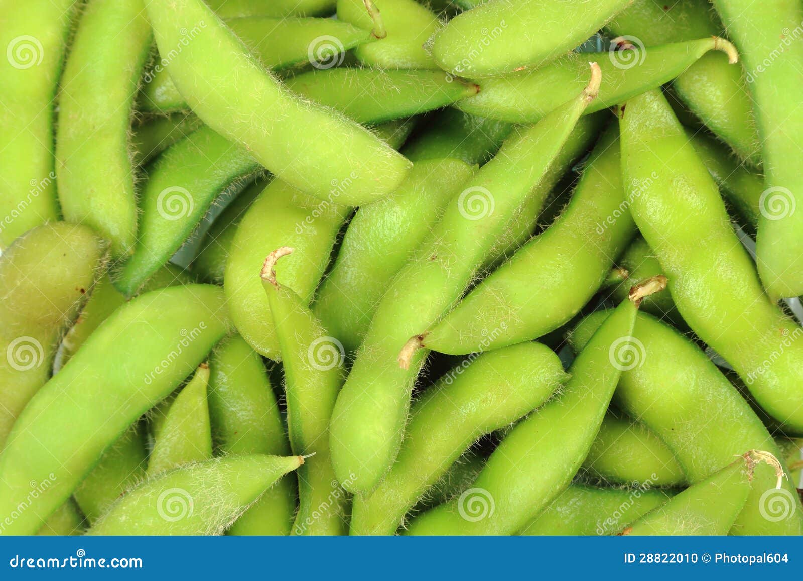 Haba verde de la soja foto de archivo. Imagen de fresco - 28822010