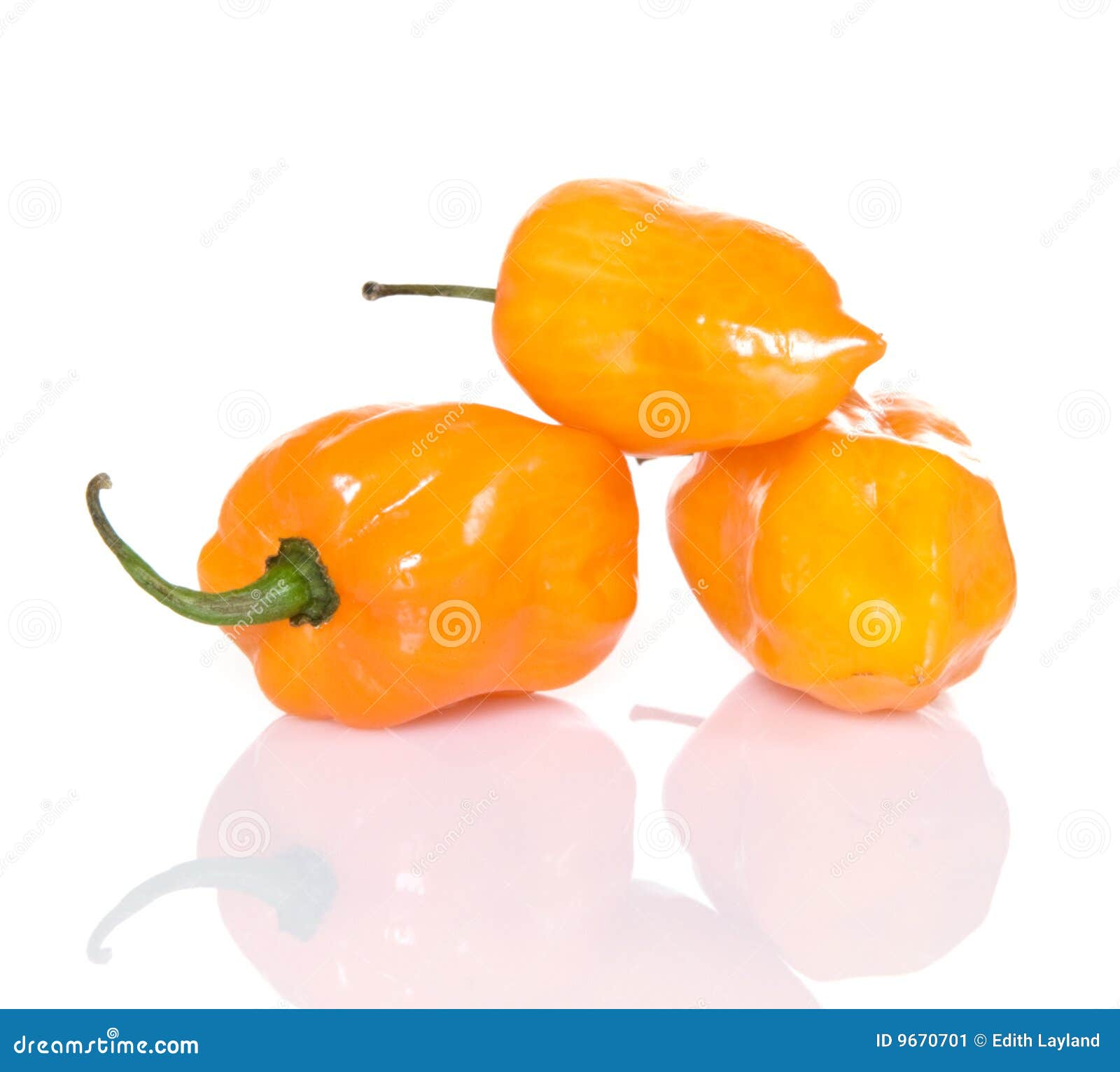 Habanero Gold Peppers stock image. Image of shiny, white - 9670701
