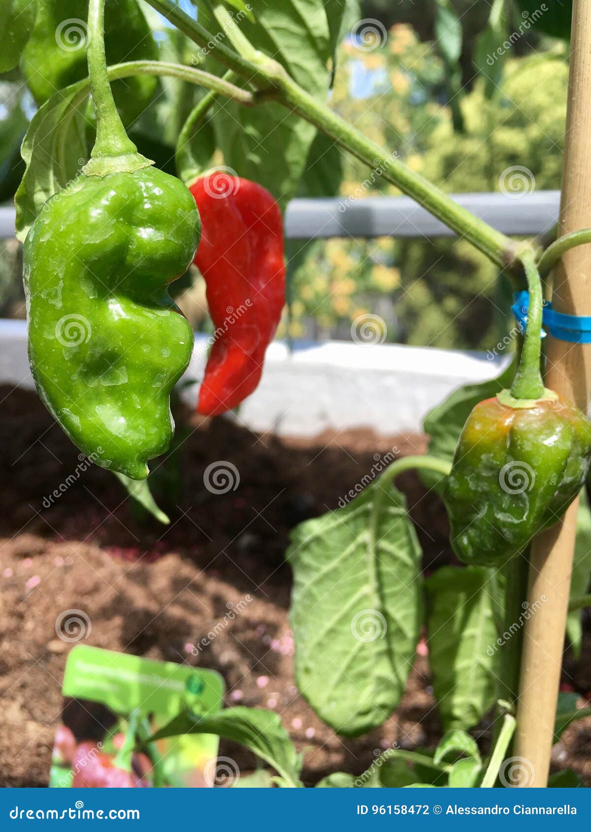 Habanero red Savina stock photo. Image of balcon, habanero - 96158472