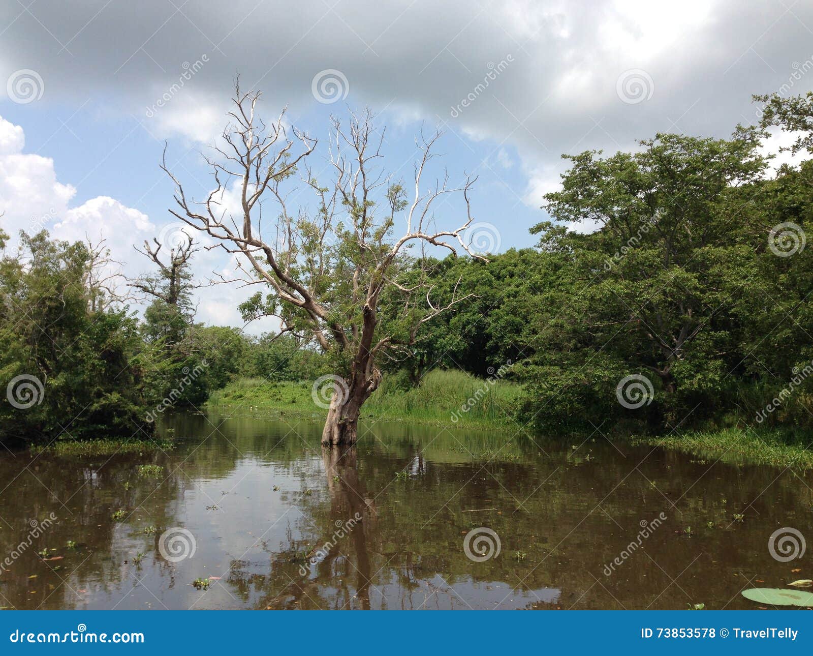 Habarana lake stock photo. Image of lake, tree, lanka - 73853578
