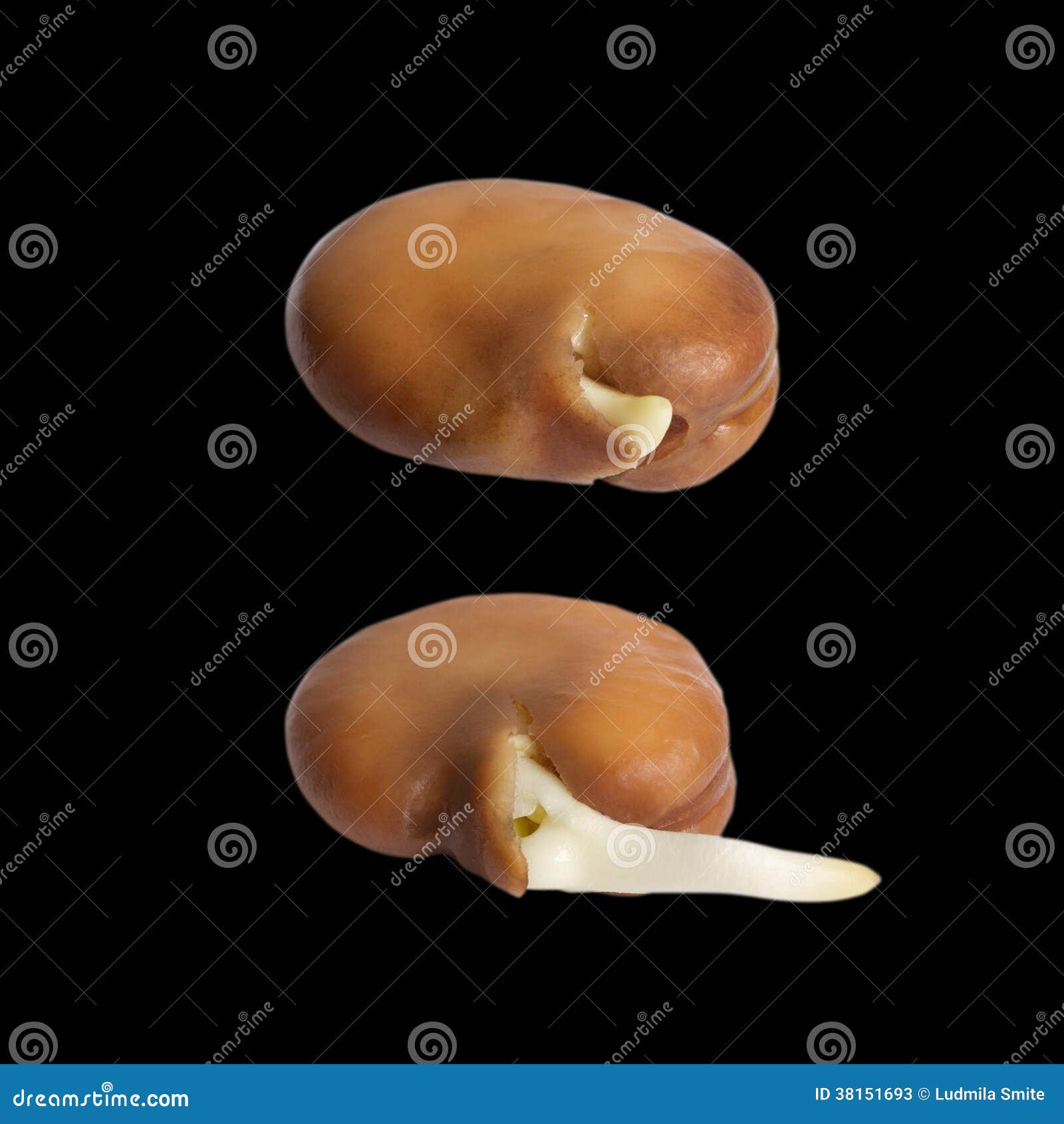 Habas crecientes. imagen de archivo. Imagen de cubo, aislado - 38151693