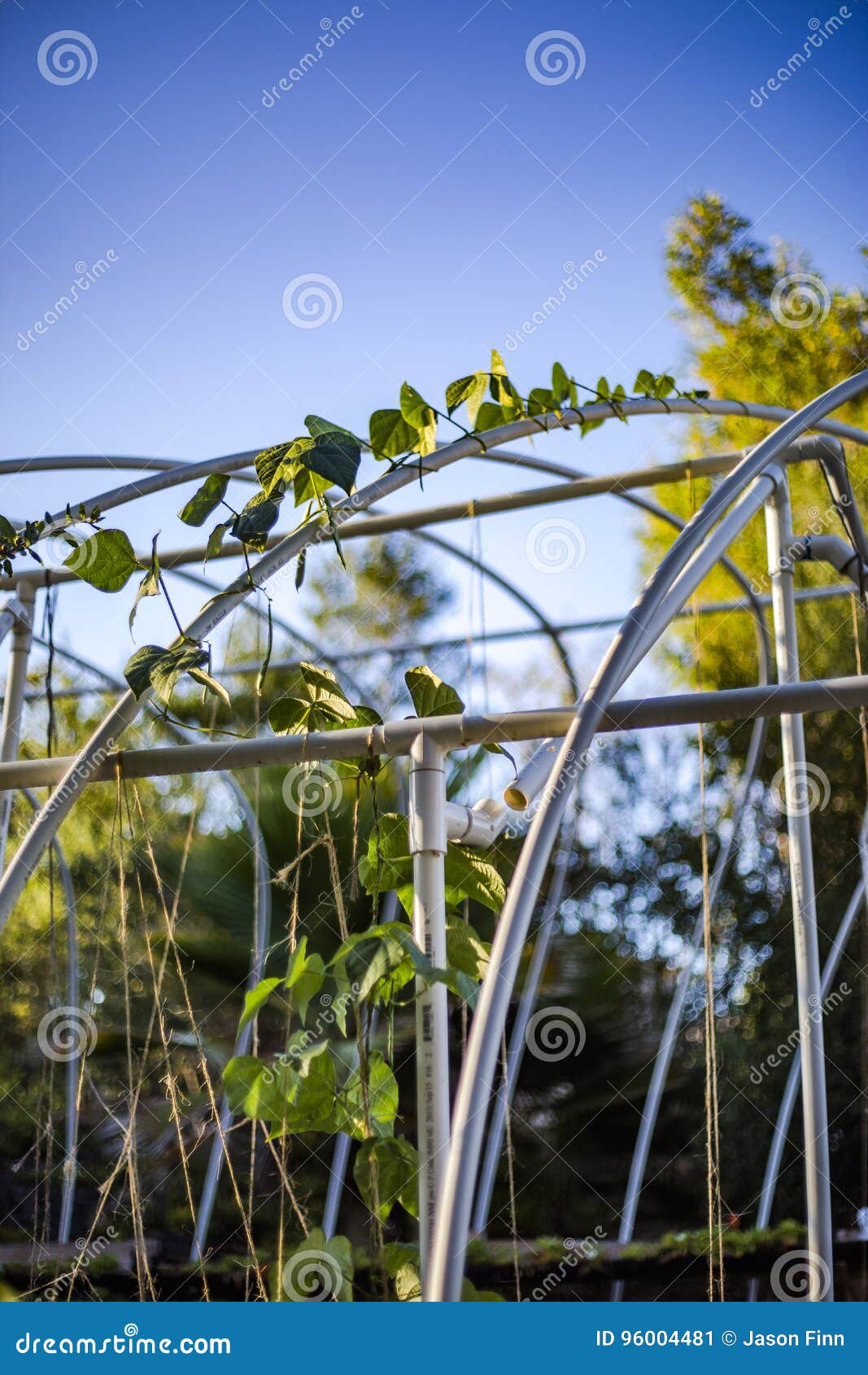 Habas De Lima Que Suben Para Las Estrellas Imagen de archivo - Imagen ...