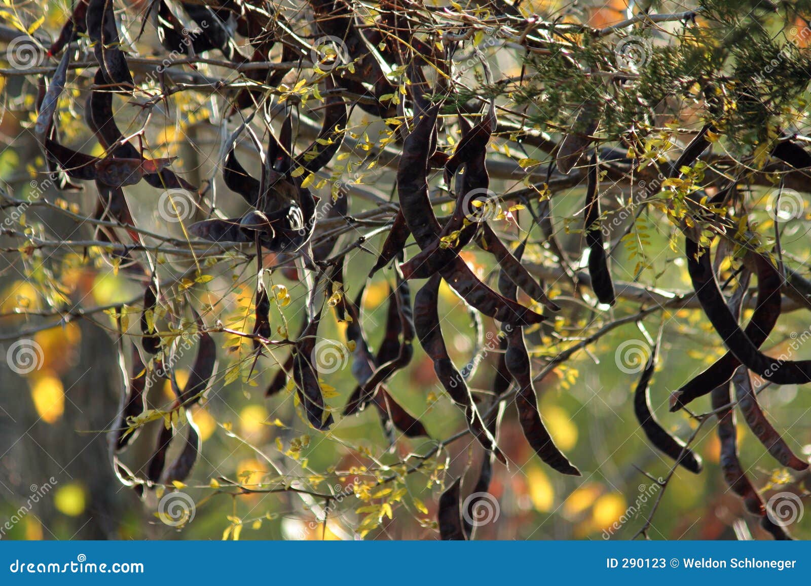 Habas Del árbol De Langosta Imagen de archivo - Imagen de langosta ...