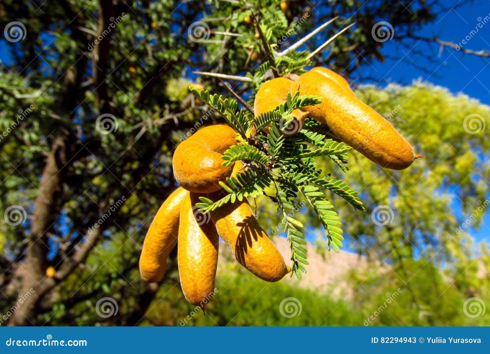 Habas en el árbol imagen de archivo. Imagen de manojo - 82294943