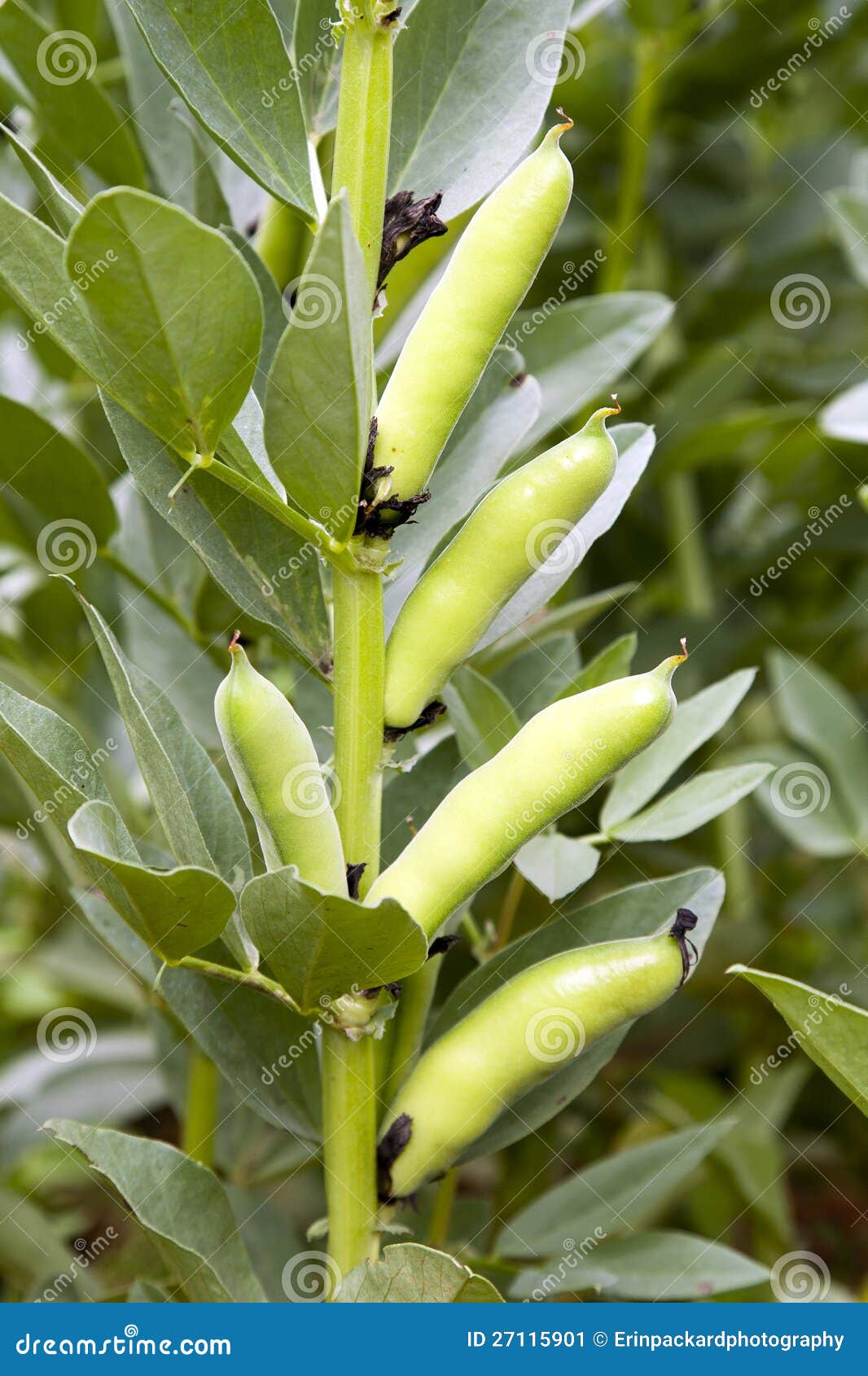 Habas en la planta imagen de archivo. Imagen de haba - 27115901