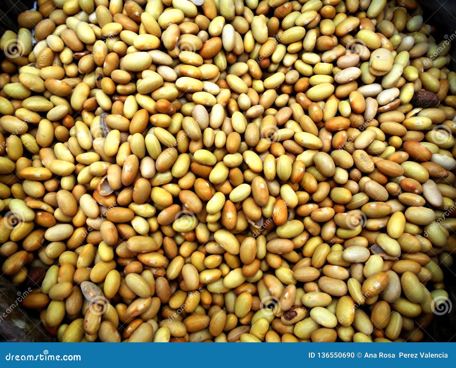 Habas peruanas foto de archivo. Imagen de peruano, grande - 136550690