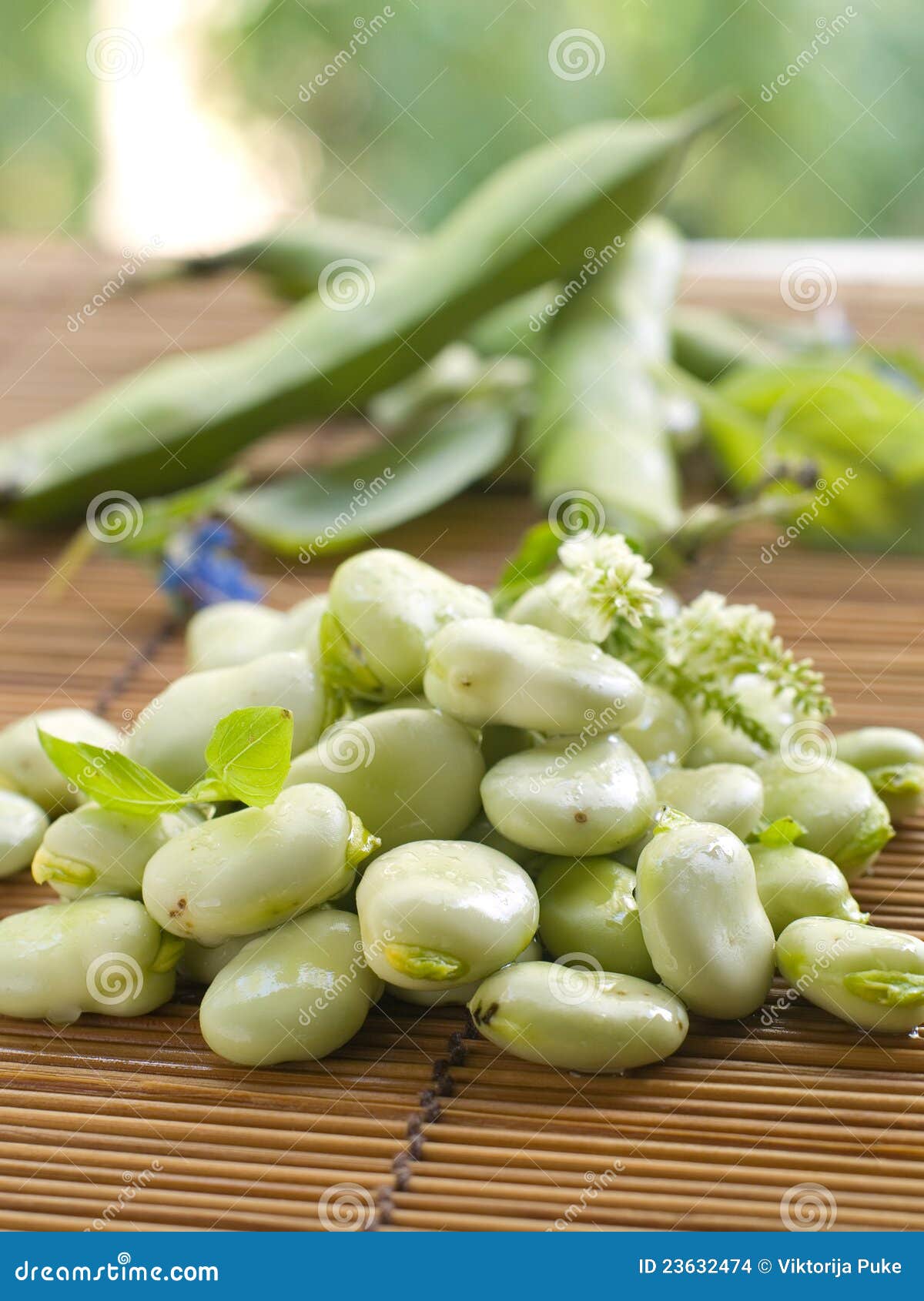 Habas verdes foto de archivo. Imagen de crudo, ingrediente - 23632474