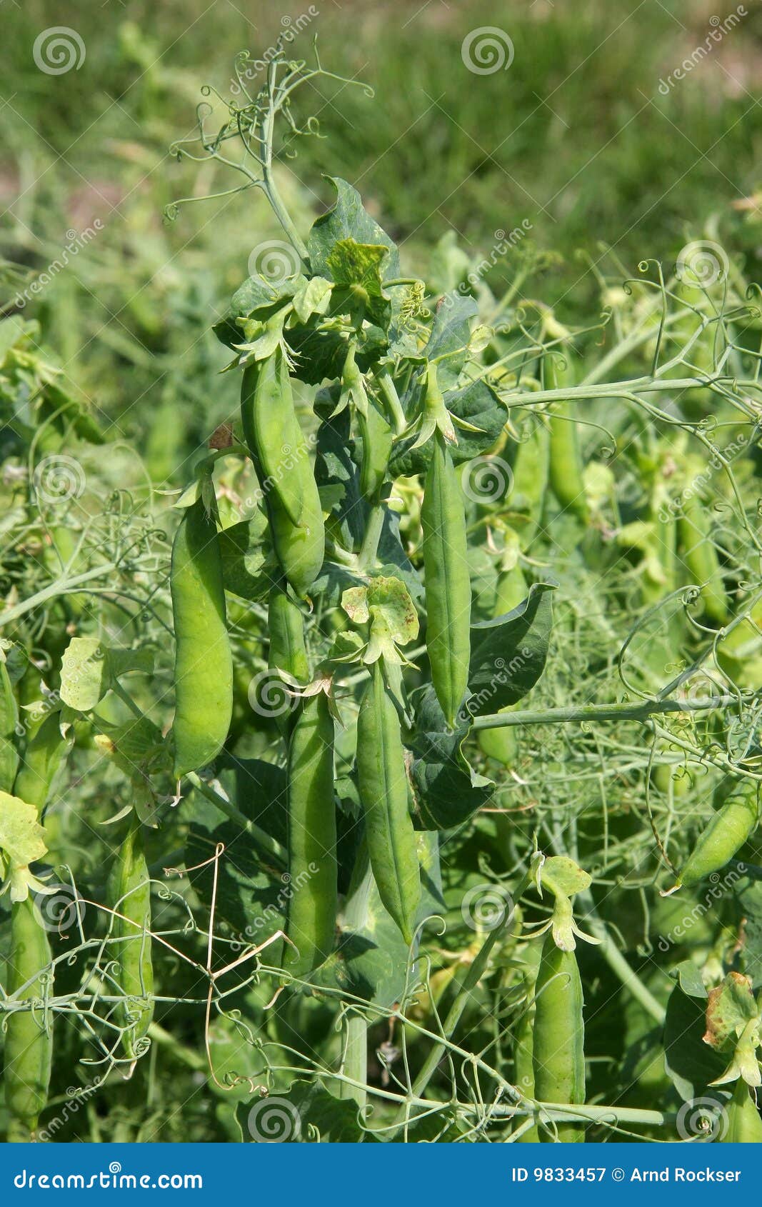 Habas verdes imagen de archivo. Imagen de alimento, sano - 9833457