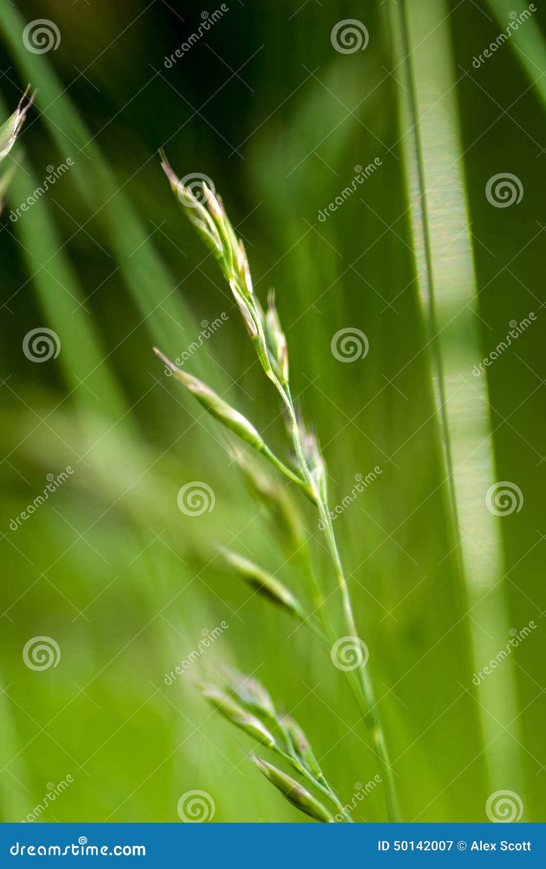 Habitat Portrait Fine Grasses Stock Image - Image of grasses ...