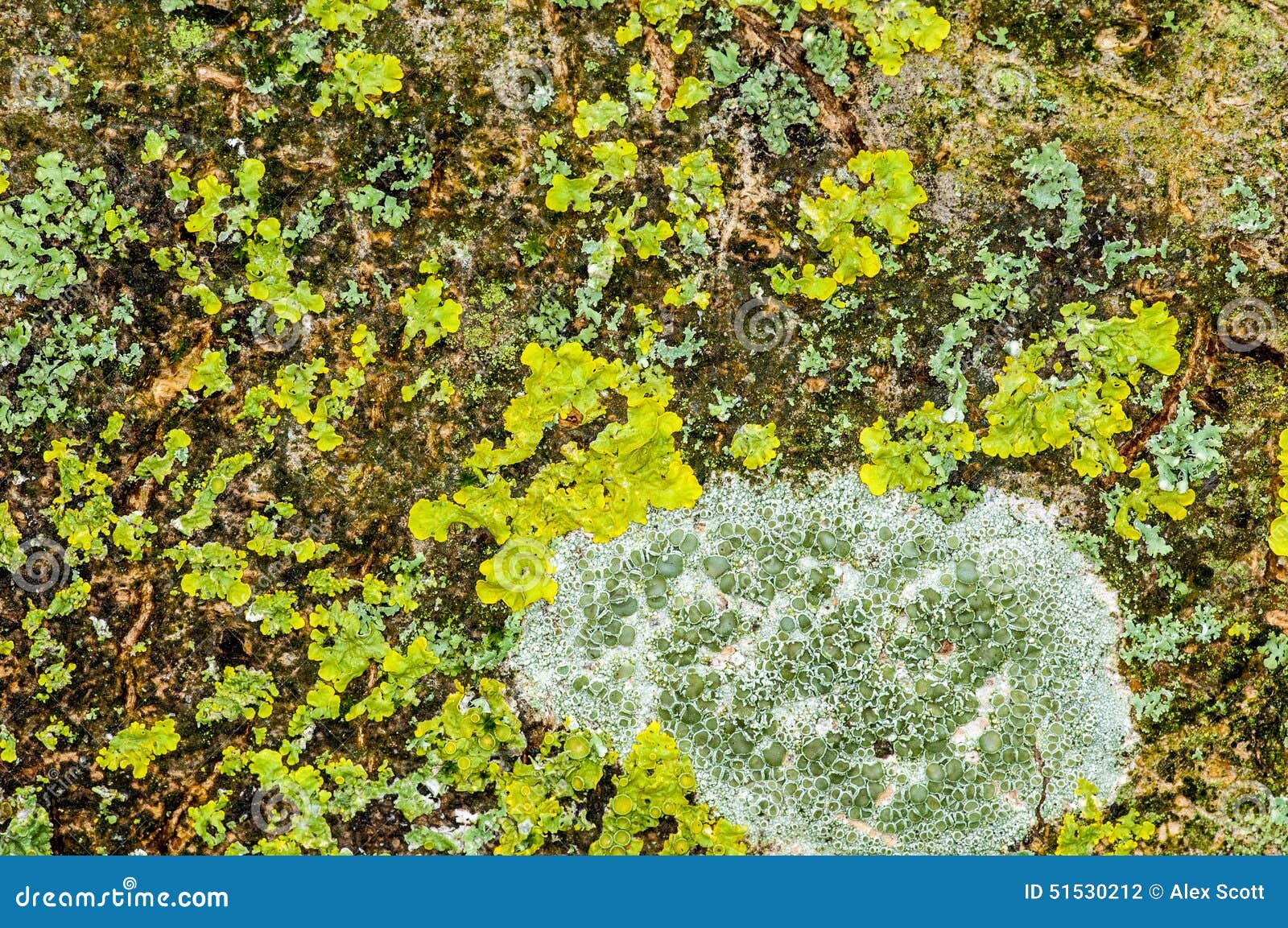 Habitat Study Lichens on a Branch Stock Photo - Image of mixed, lichen ...
