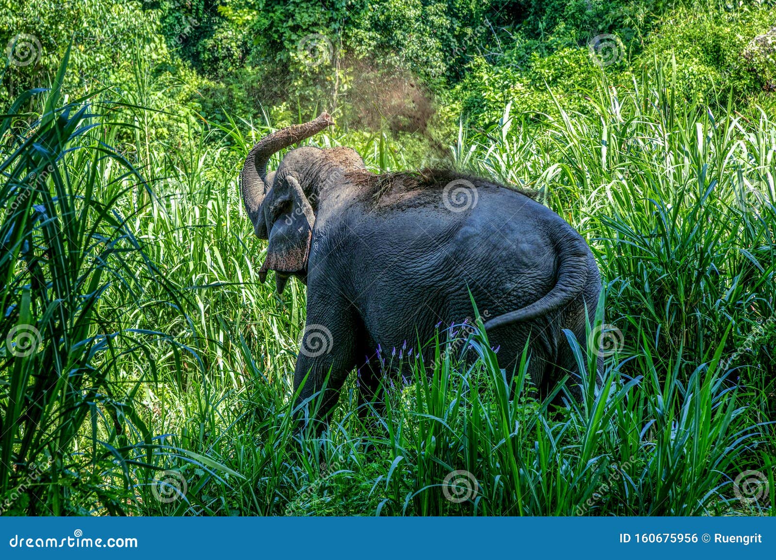 Habits of Elephants in Mineral Lick/salt Lick Stock Photo - Image of ...