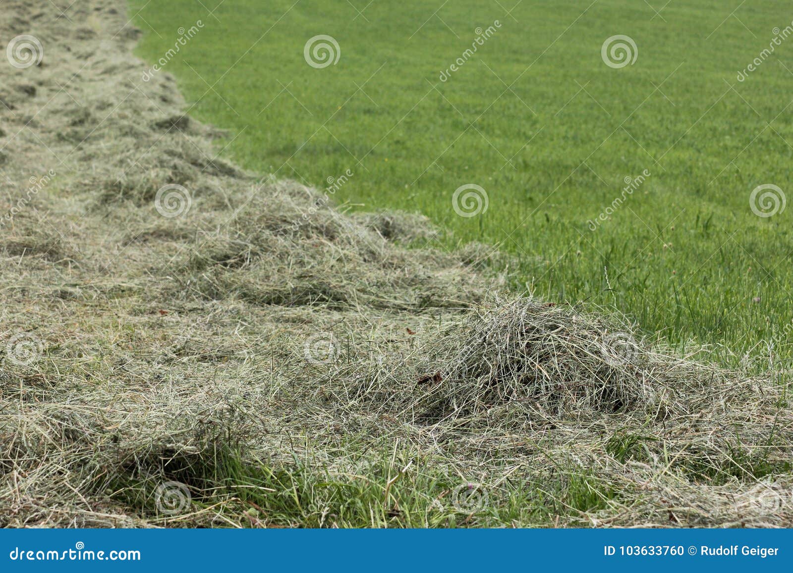 Hacer heno el campo foto de archivo. Imagen de trigo - 103633760