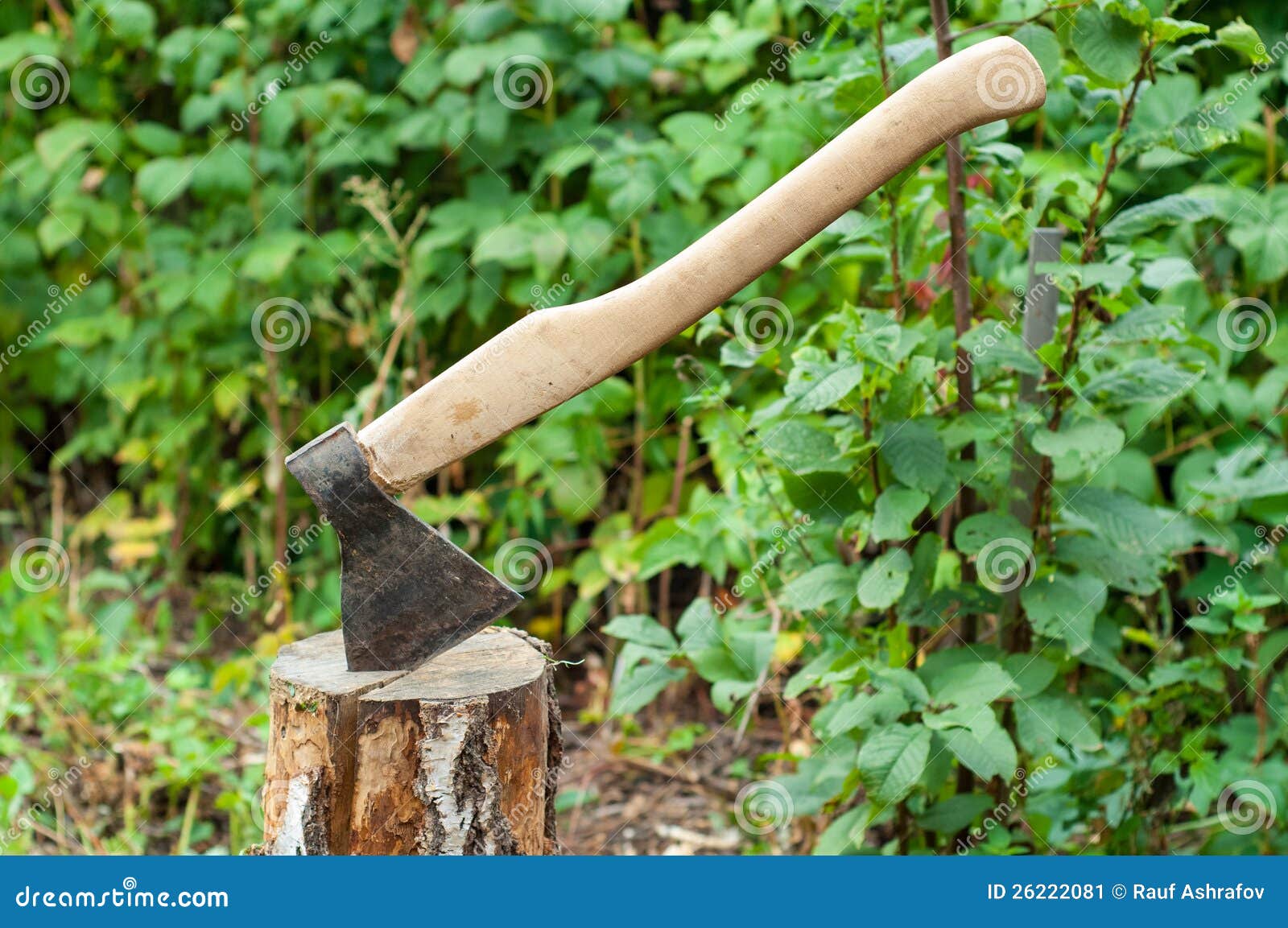 Hache image stock. Image du coupure, manche, branchements - 26222081