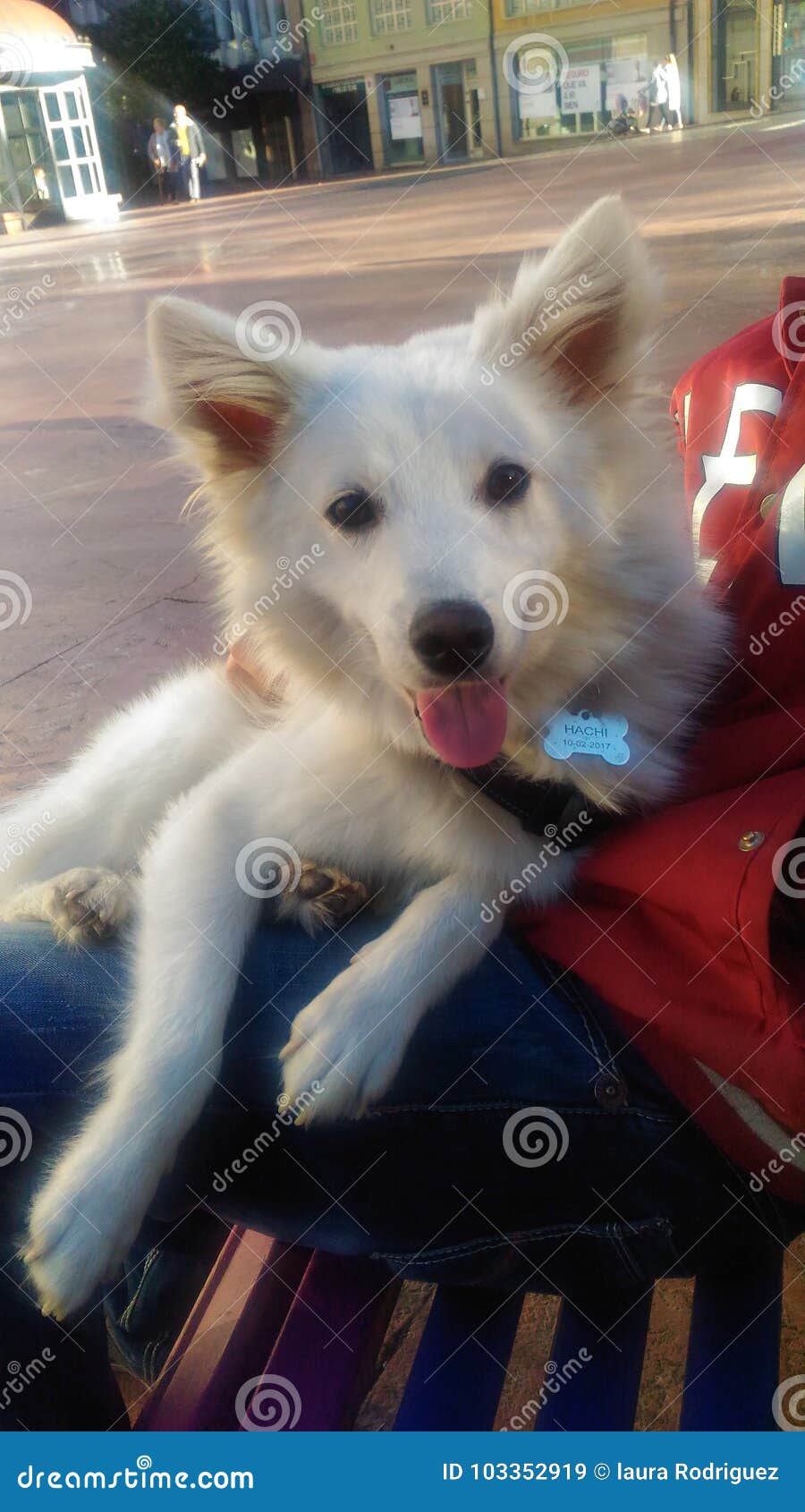 Hachi editorial stock image. Image of japanese, dogofday - 103352919