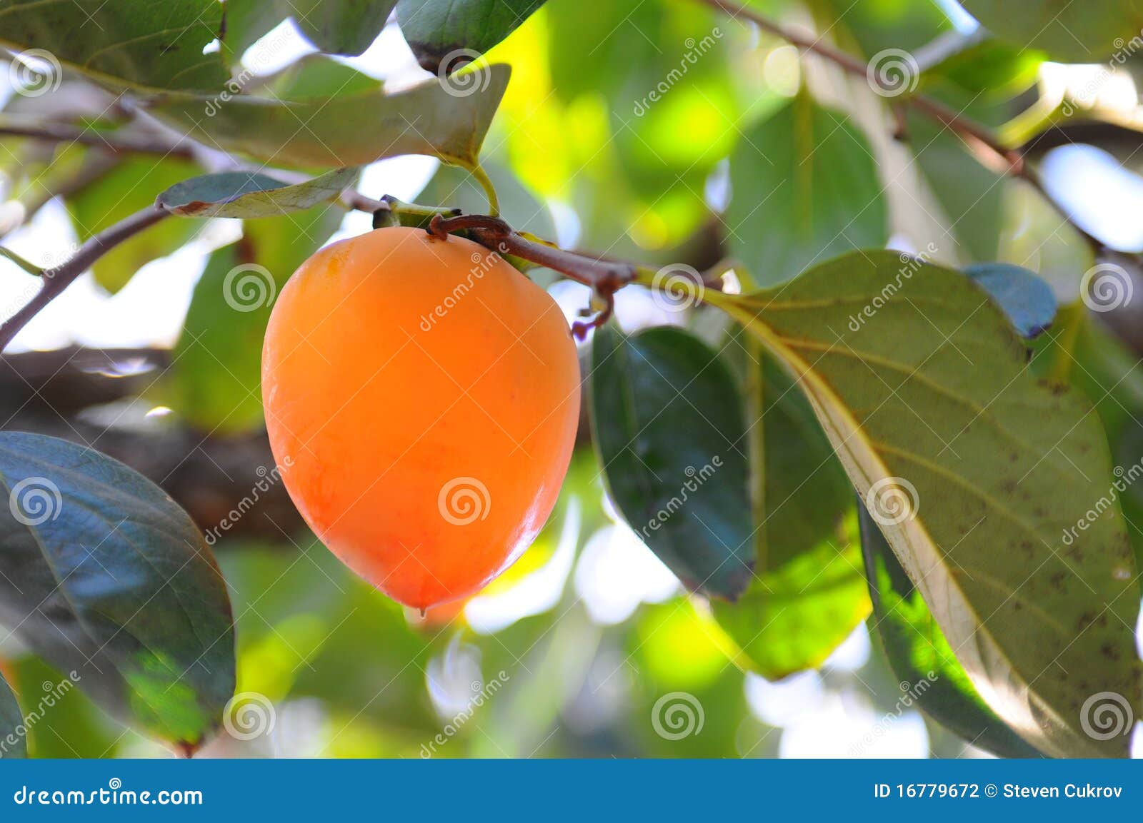 Hachiya Persimmon stock photo. Image of branch, farming - 16779672