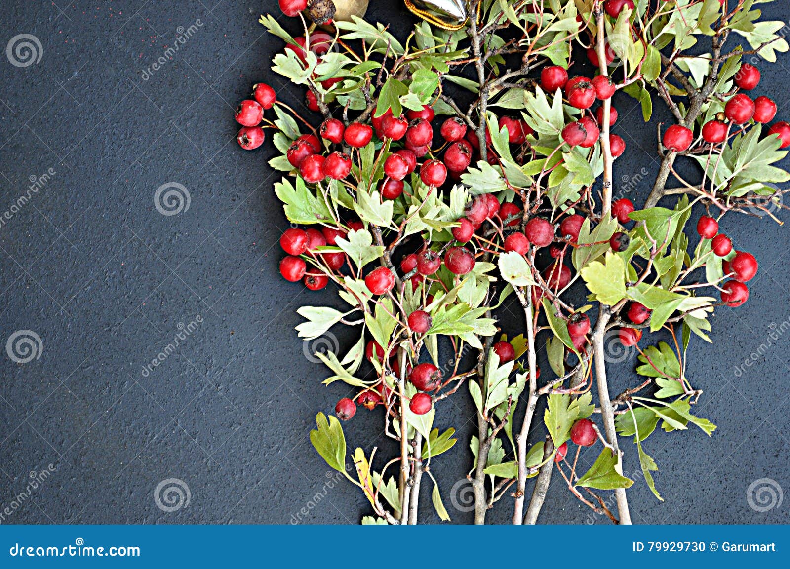 Hackberries on Dark Background Stock Photo - Image of dark, celtis ...