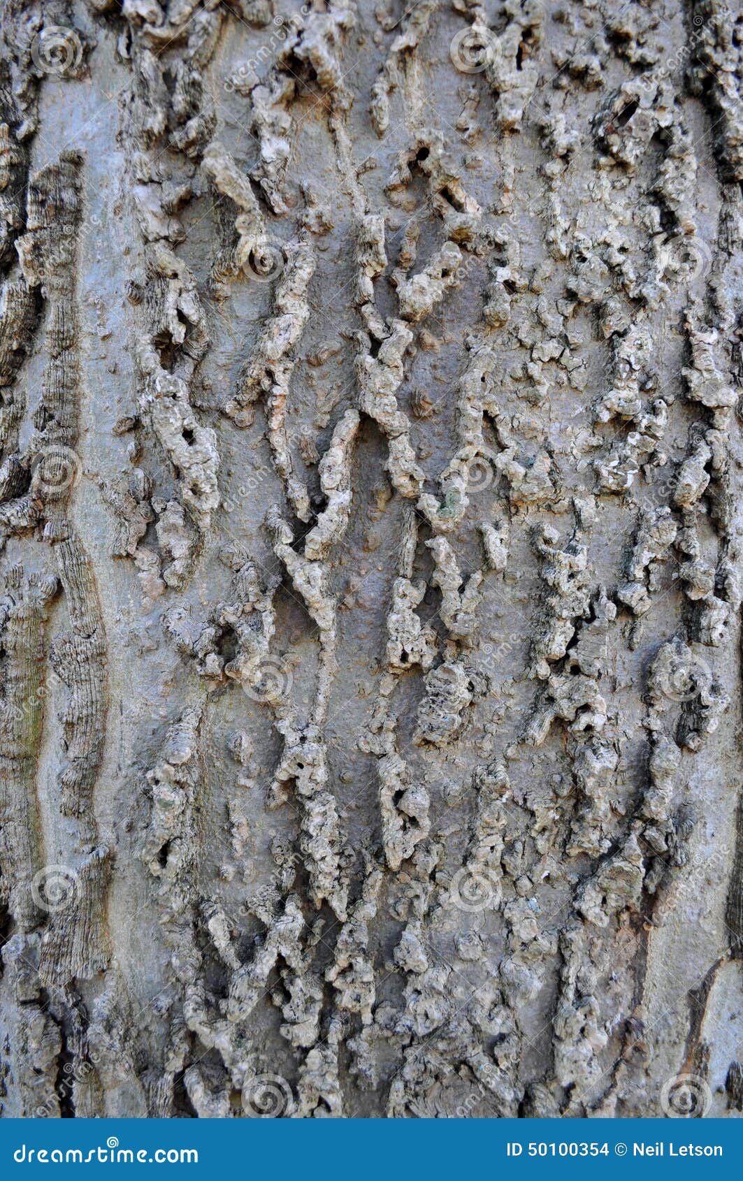 Hackberry Bark stock photo. Image of gray, horizontal - 50100354
