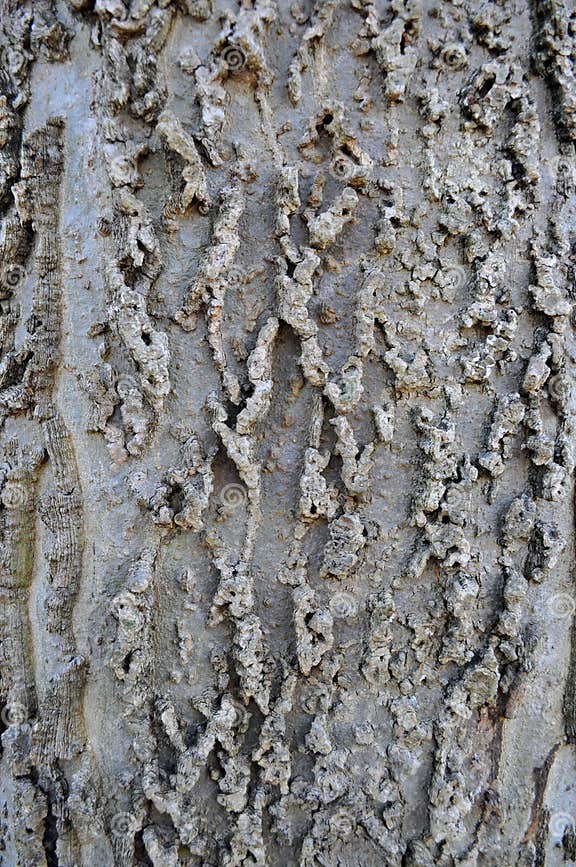 Hackberry Bark stock photo. Image of gray, horizontal - 50100354
