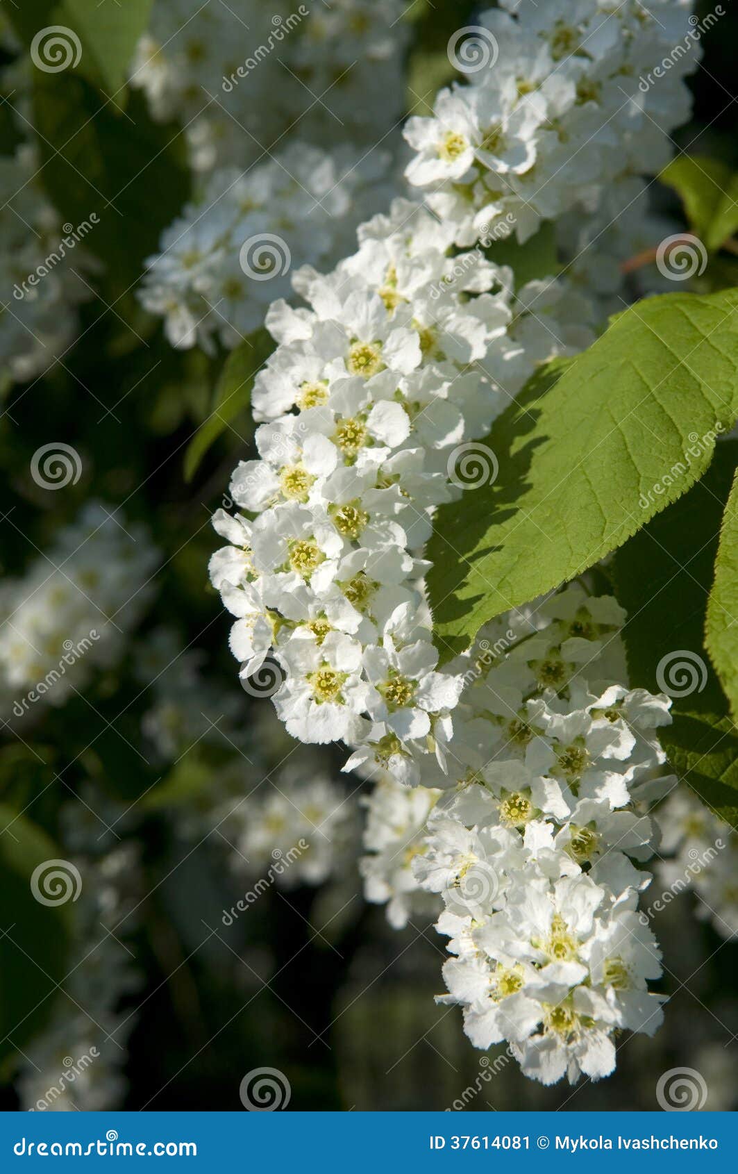 Hackberry flowers stock image. Image of cherry, season - 37614081