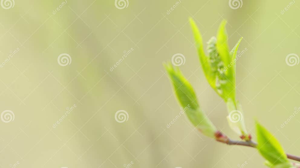 Hackberry. Spring Bird Cherry Tree Branches with Buds and Leaves ...