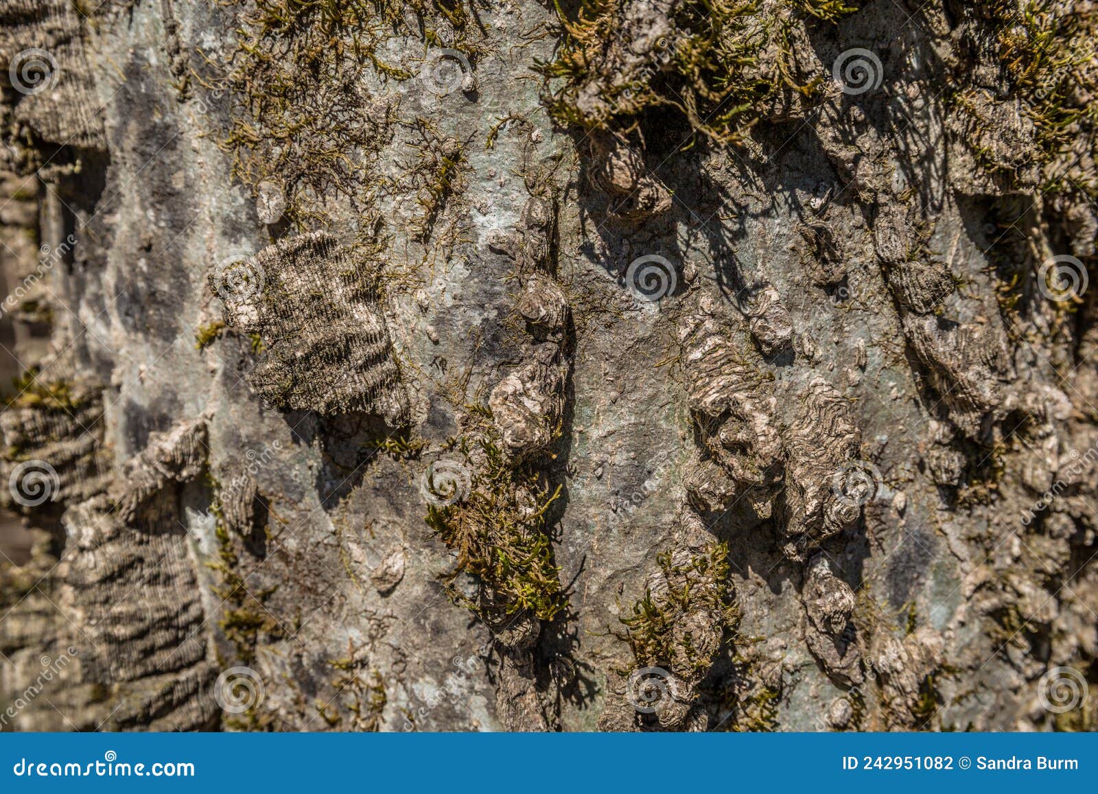 Hackberry Tree Bark Closeup Stock Photo - Image of common, closeup ...
