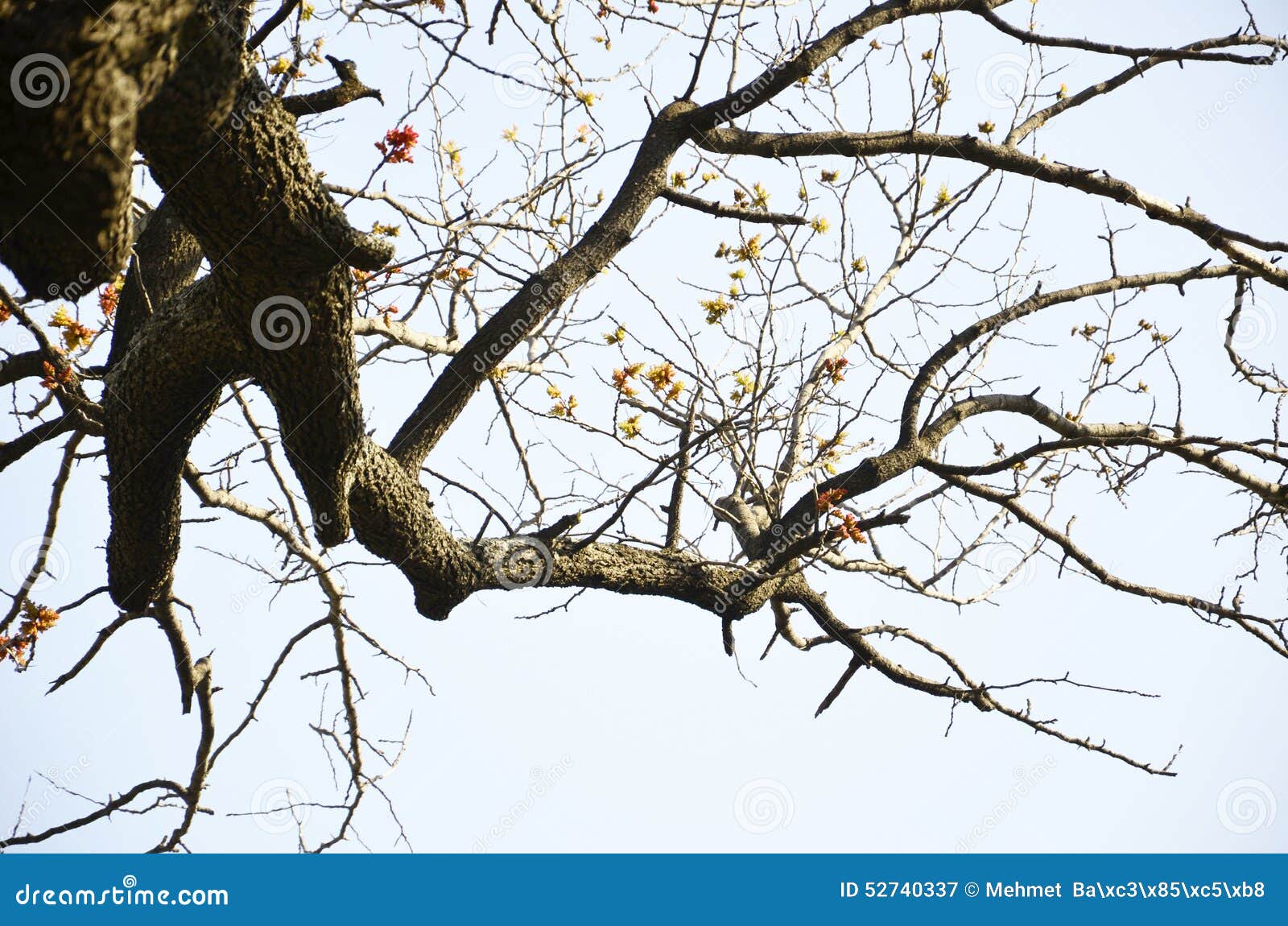 Hackberry Tree stock image. Image of forest, natural - 52740337
