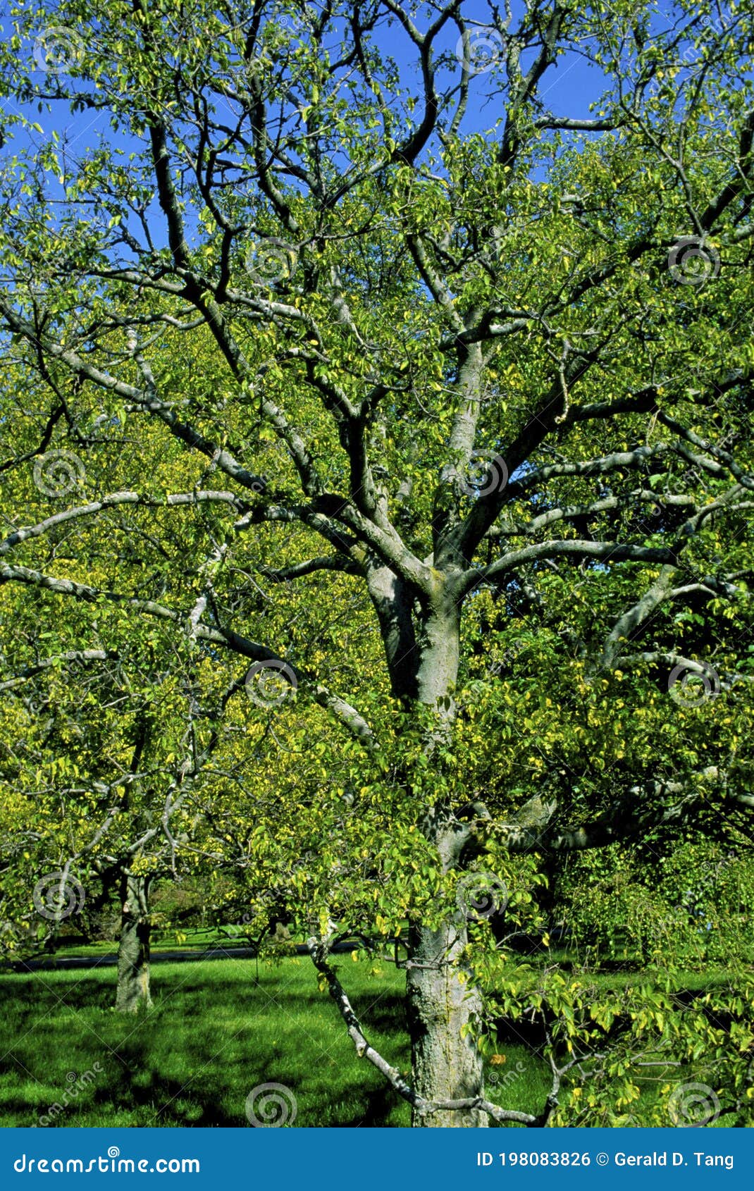 Hackberry Tree 52672 stock photo. Image of nature, family - 198083826