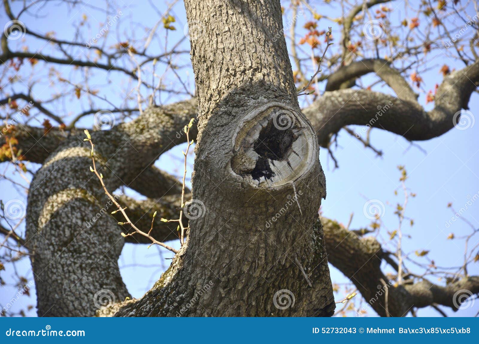 Hackberry Tree stock image. Image of brightly, springtime - 52732043
